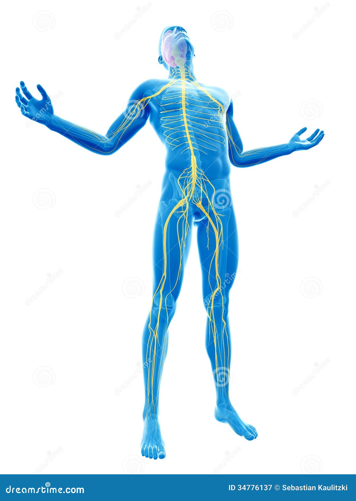 Visible brain and nerves stock illustration. Illustration of cord ...