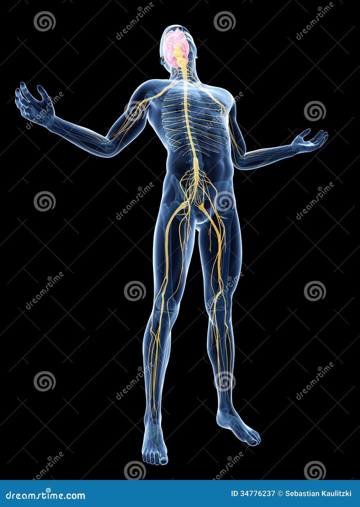 Visible Brain And Nerves Royalty-Free Cartoon | CartoonDealer.com #34776317