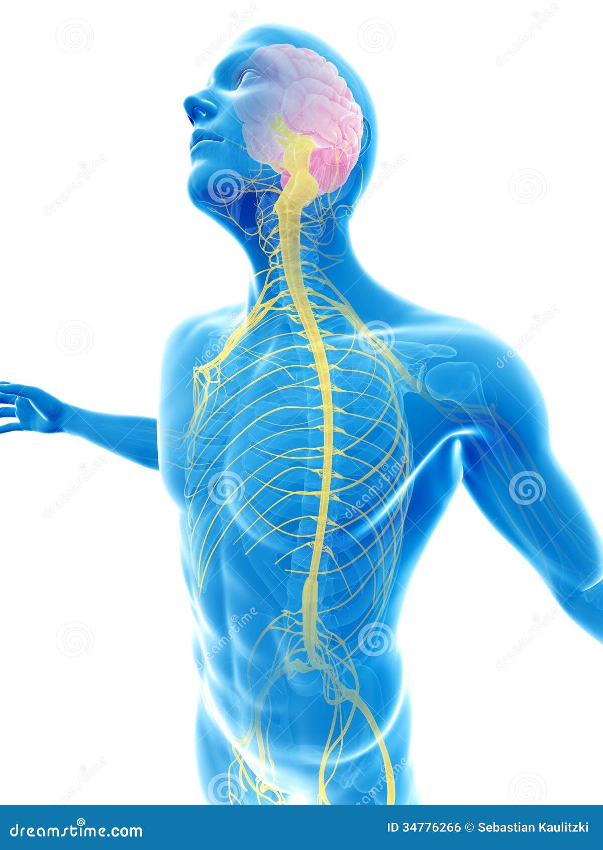 Visible brain and nerves stock illustration. Illustration of anatomical ...