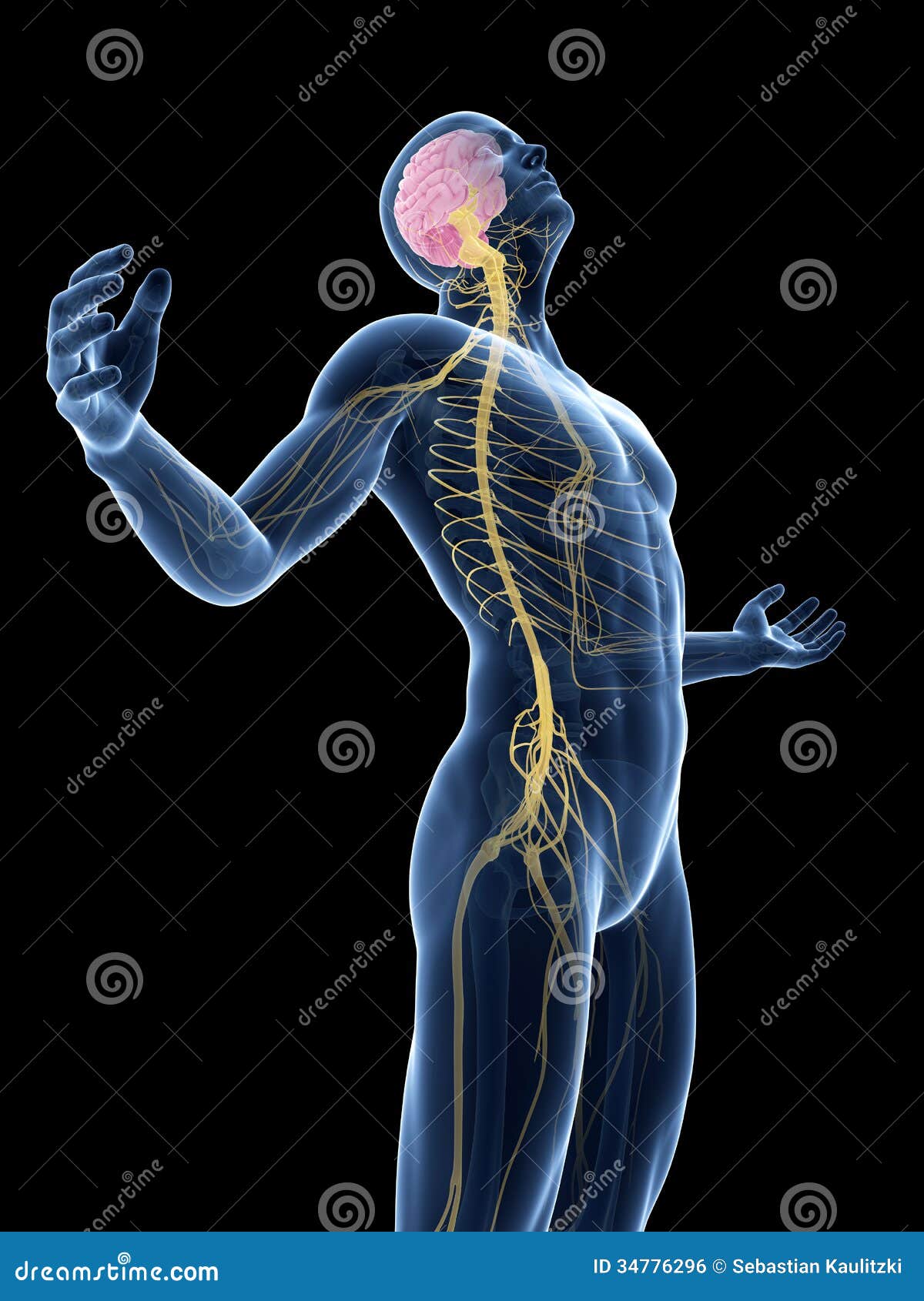 Visible brain and nerves stock illustration. Illustration of medical ...