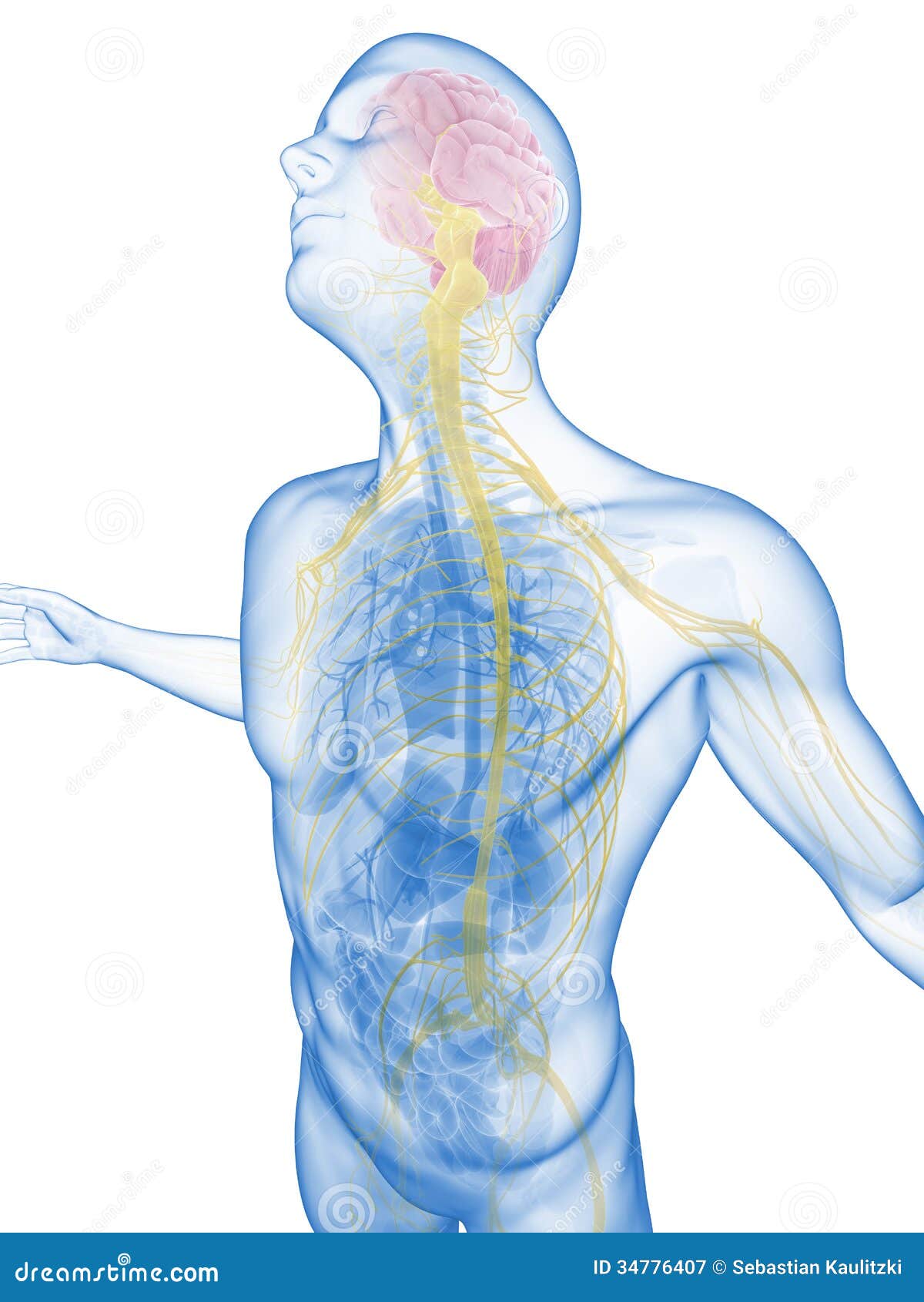 Visible brain and nerves stock illustration. Illustration of spread ...