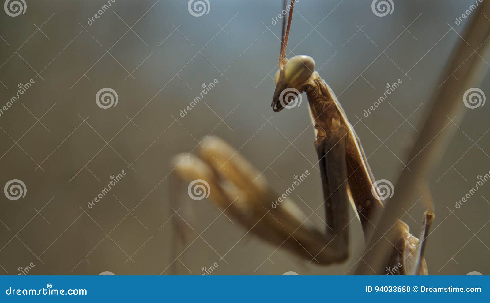 Praying Mantis stock photo. Image of brown, visible, xray - 94033680