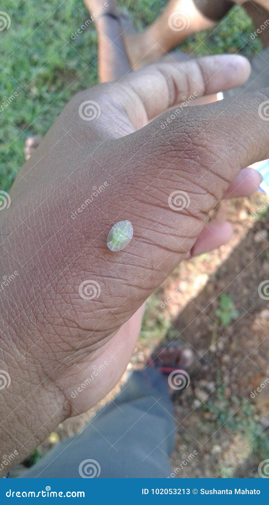 A little assume insect stock image. Image of monsoon - 102053213