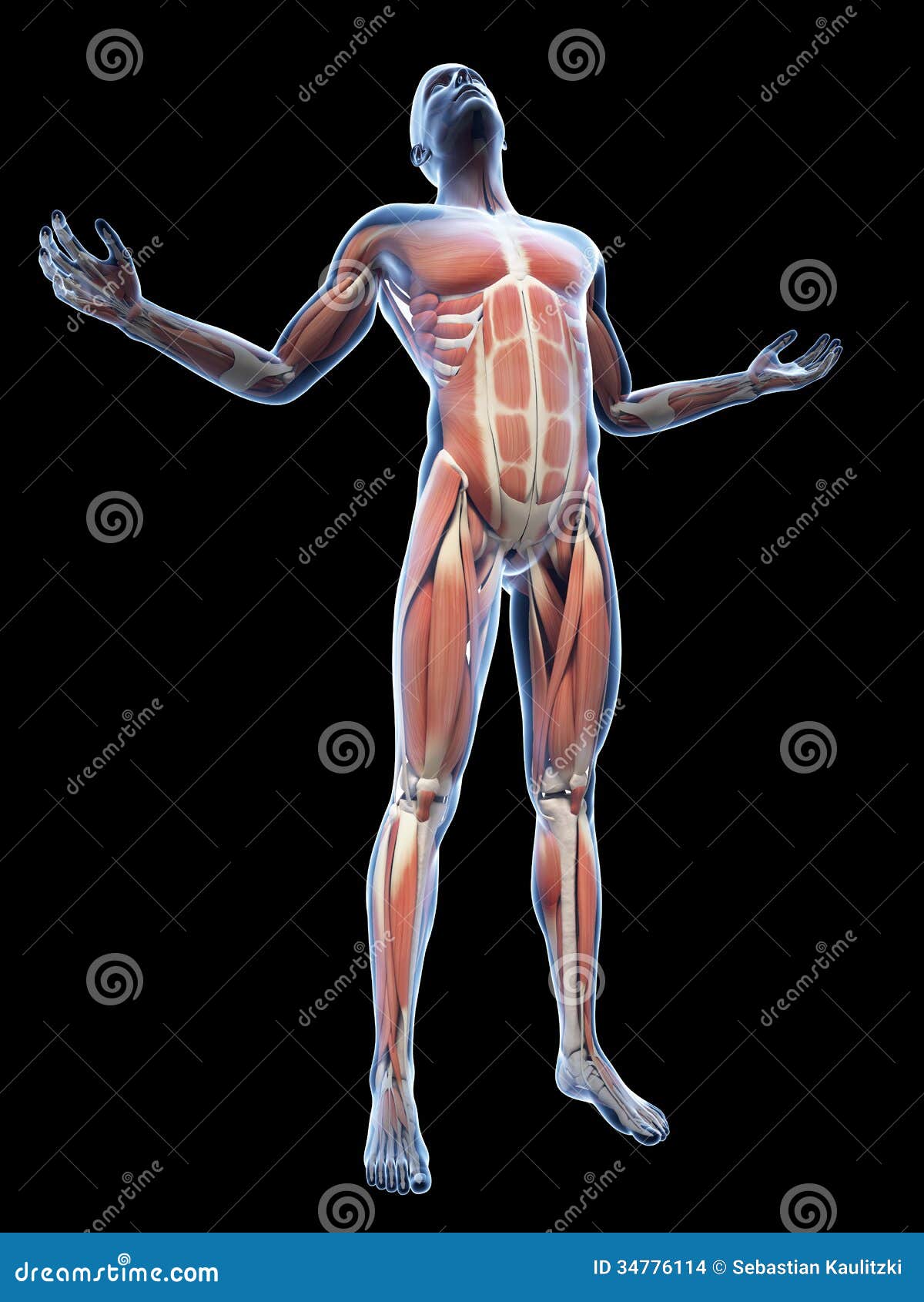 Visible Body Muscles at Bill Schoenfeld blog