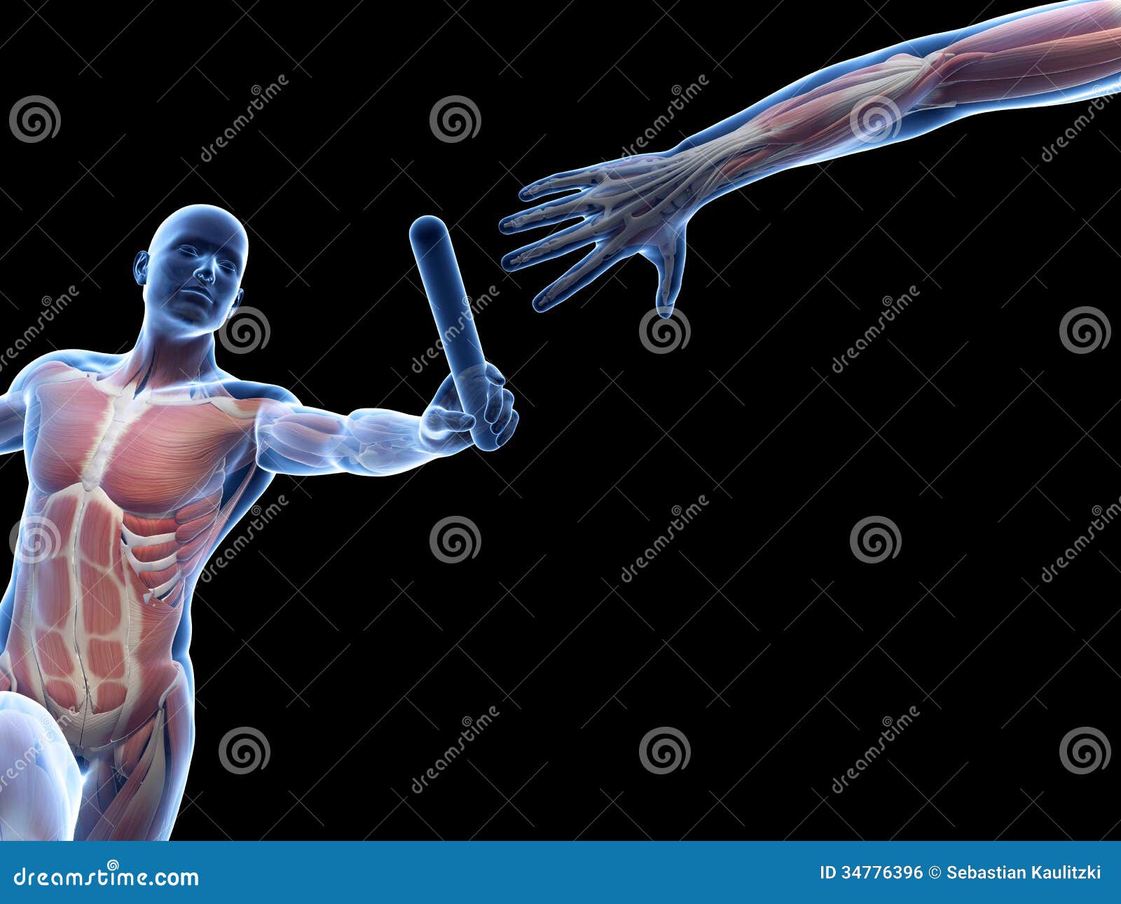 Visible muscles stock illustration. Illustration of biology - 34776396
