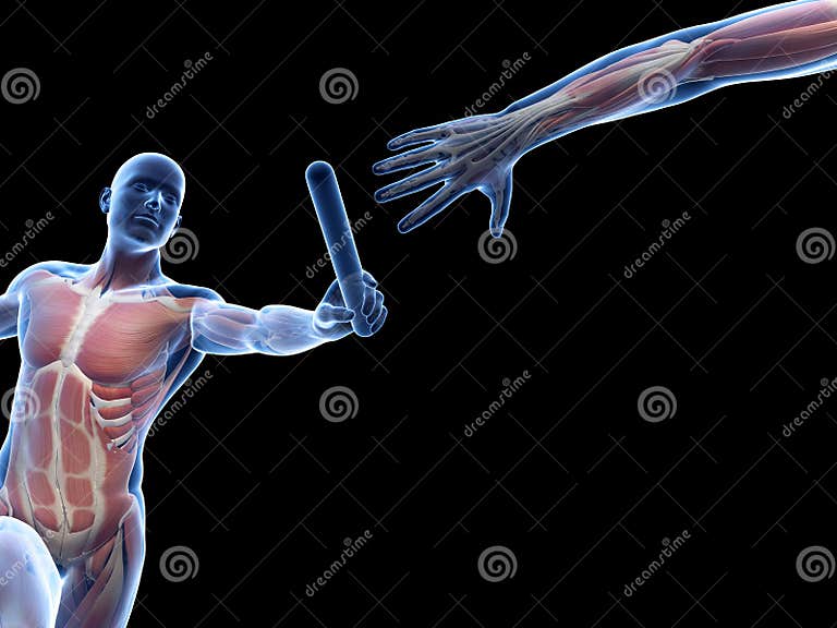 Visible muscles stock illustration. Illustration of biology - 34776396