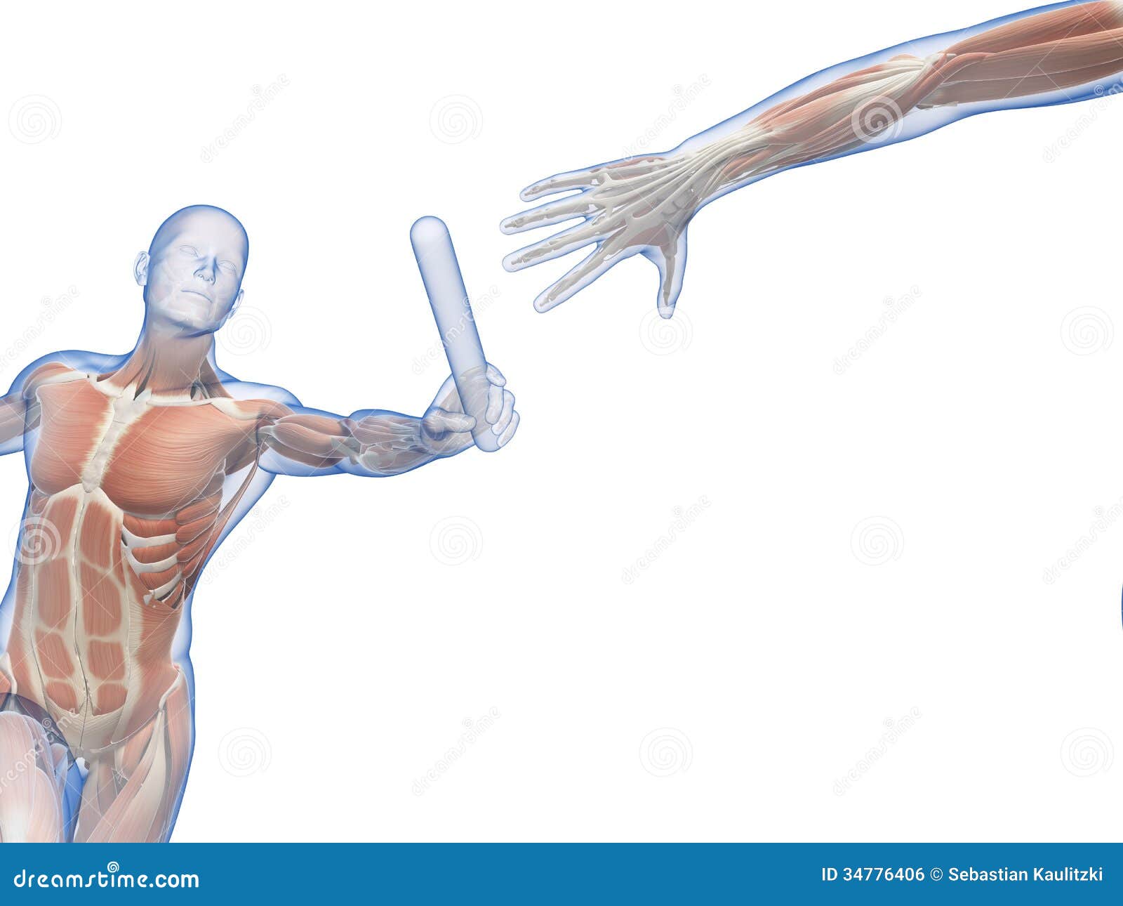 Visible muscles stock illustration. Illustration of health - 34776406