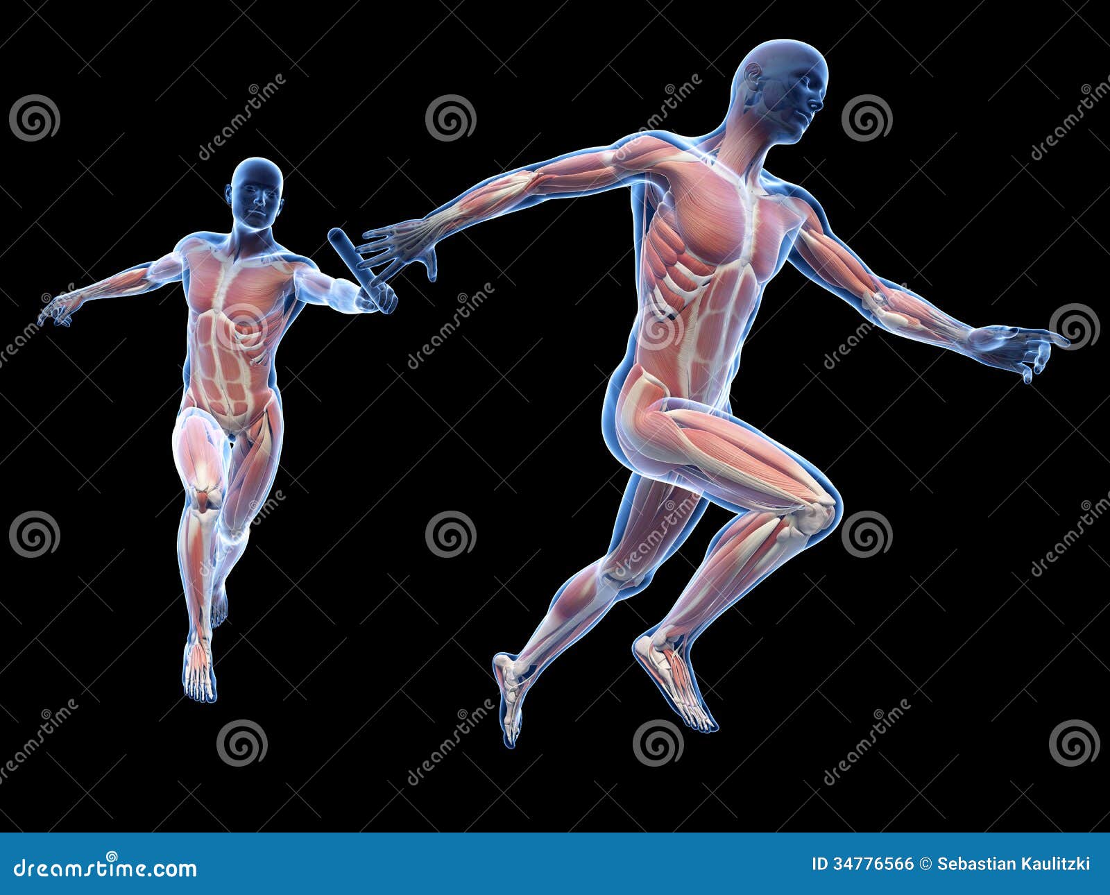 Visible muscles stock illustration. Illustration of body - 34776566