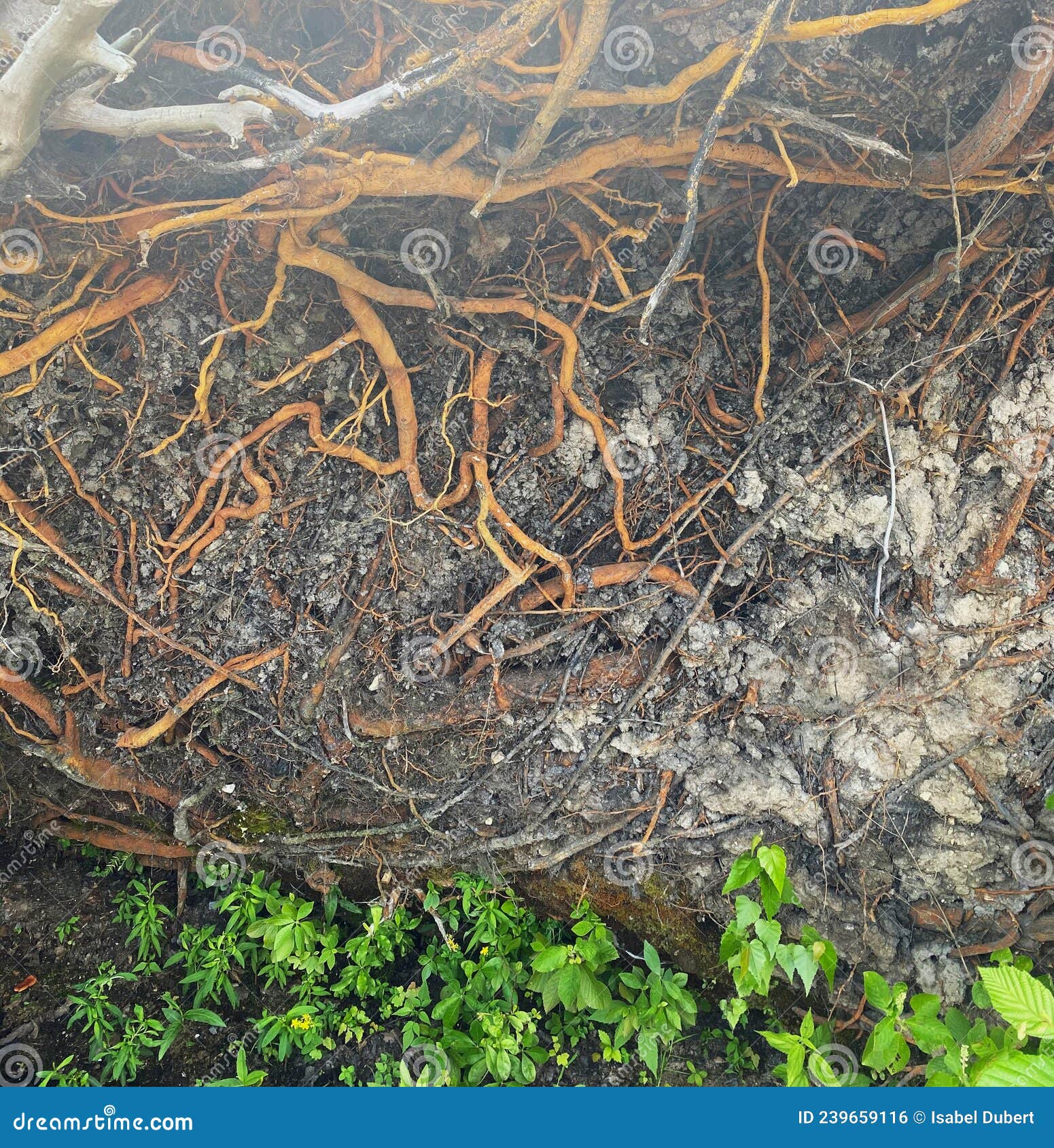 Visible Roots on a Fallen Tree Stock Photo - Image of environment ...