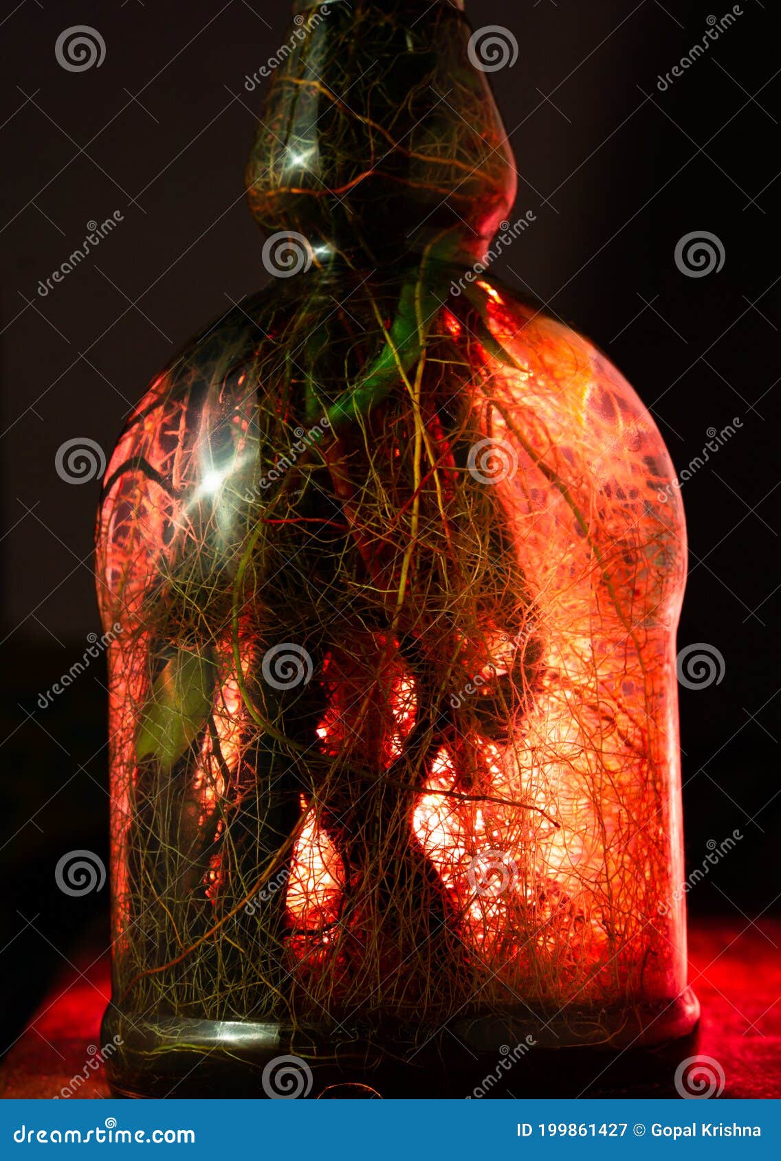 Visible Roots of a Plant Inside a Bottle Stock Image - Image of table ...