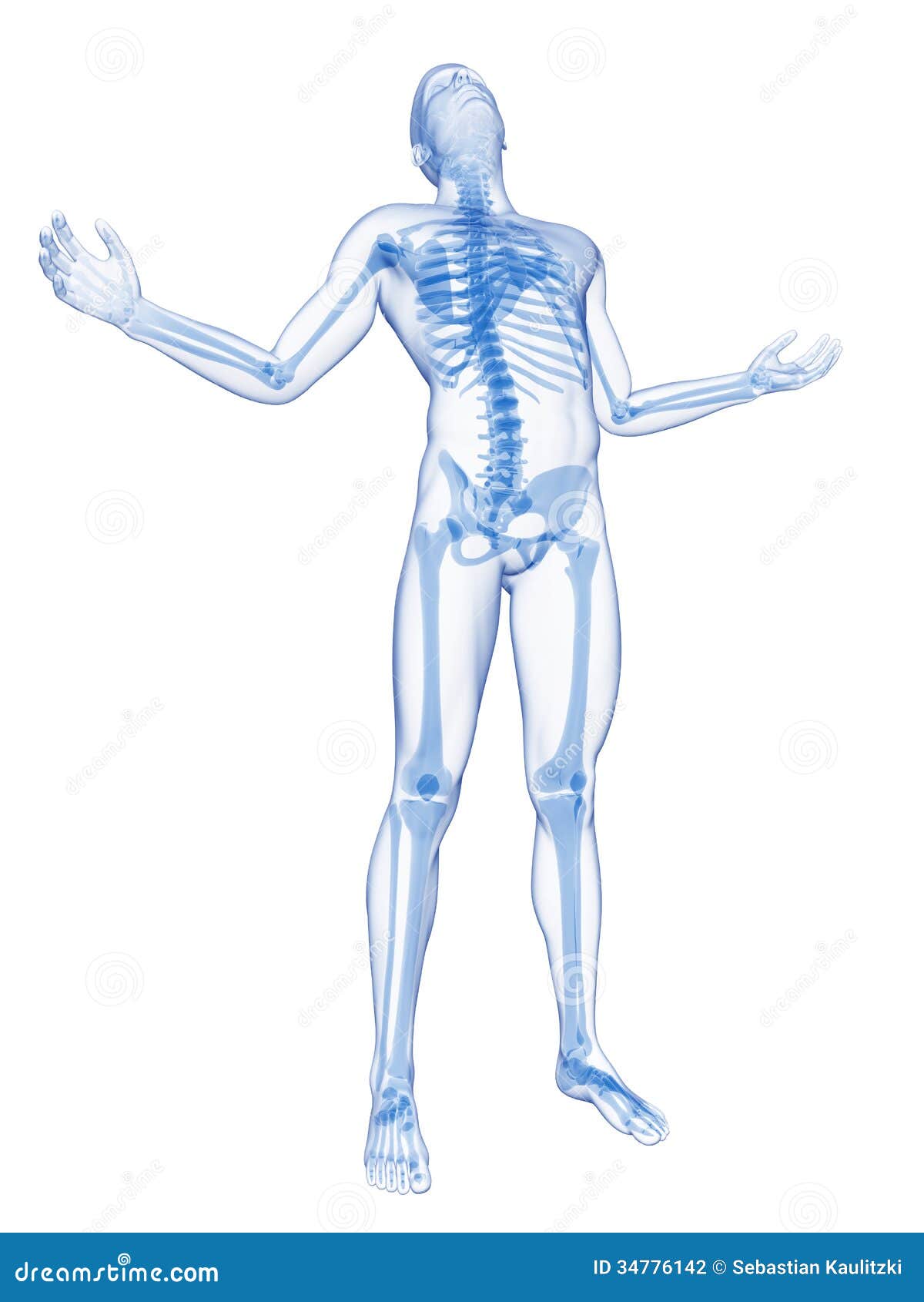 Visible skeleton stock illustration. Illustration of body - 34776142