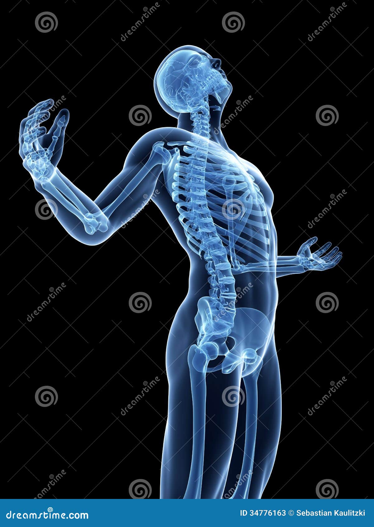 Visible skeleton stock illustration. Illustration of skeleton - 34776163