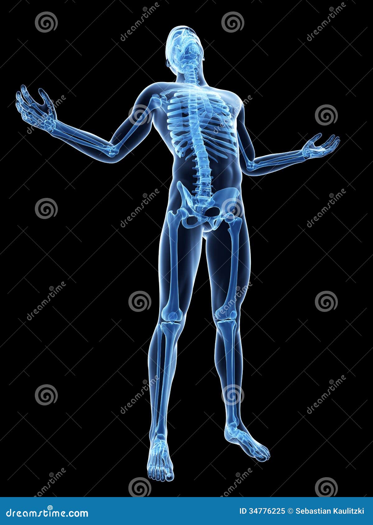 Visible skeleton stock illustration. Illustration of spread - 34776225