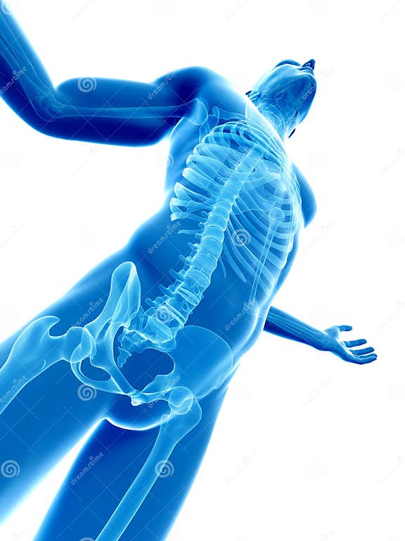 Visible skeleton stock illustration. Illustration of anatomy - 34776439