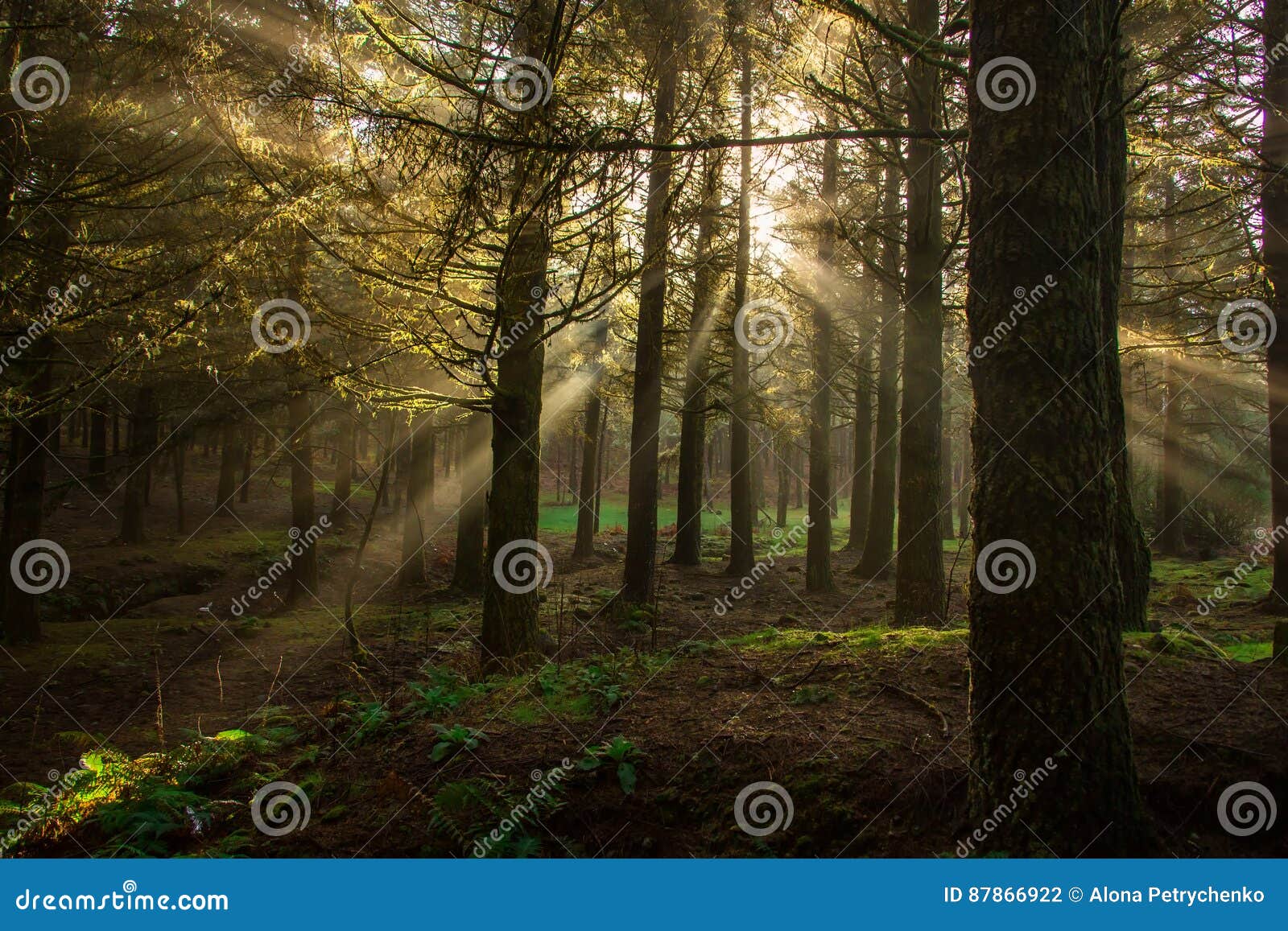 Visible Sun Rays in a Misty Forest Stock Photo - Image of sunshine ...