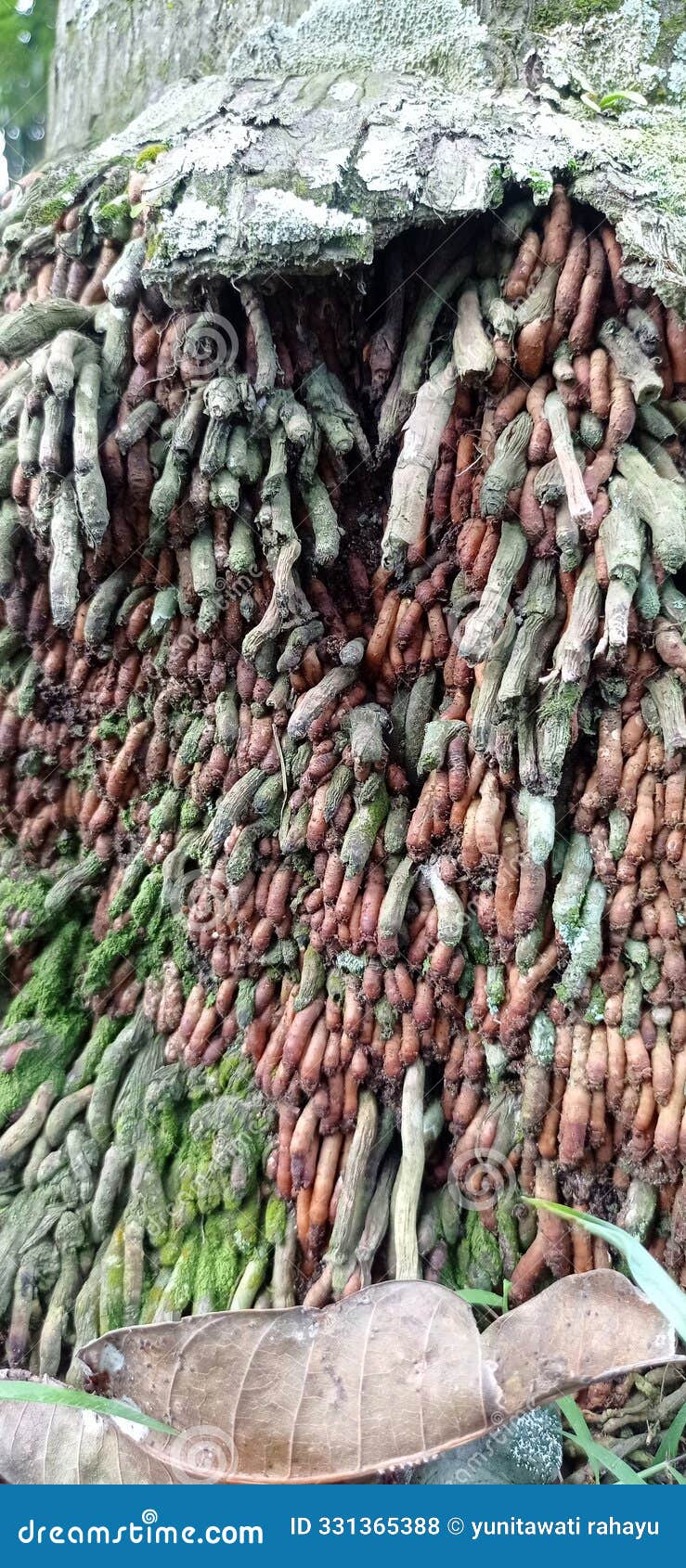 The Texture of Coconut Tree Roots Visible Above the Ground Surface ...