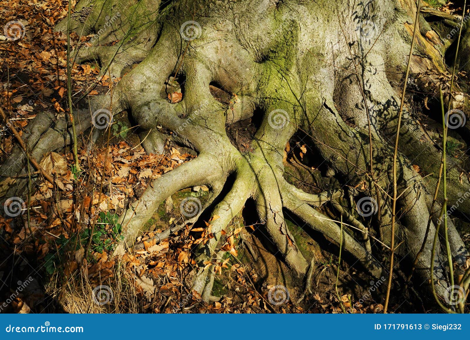 Visible tree roots stock image. Image of export, conservancy - 171791613