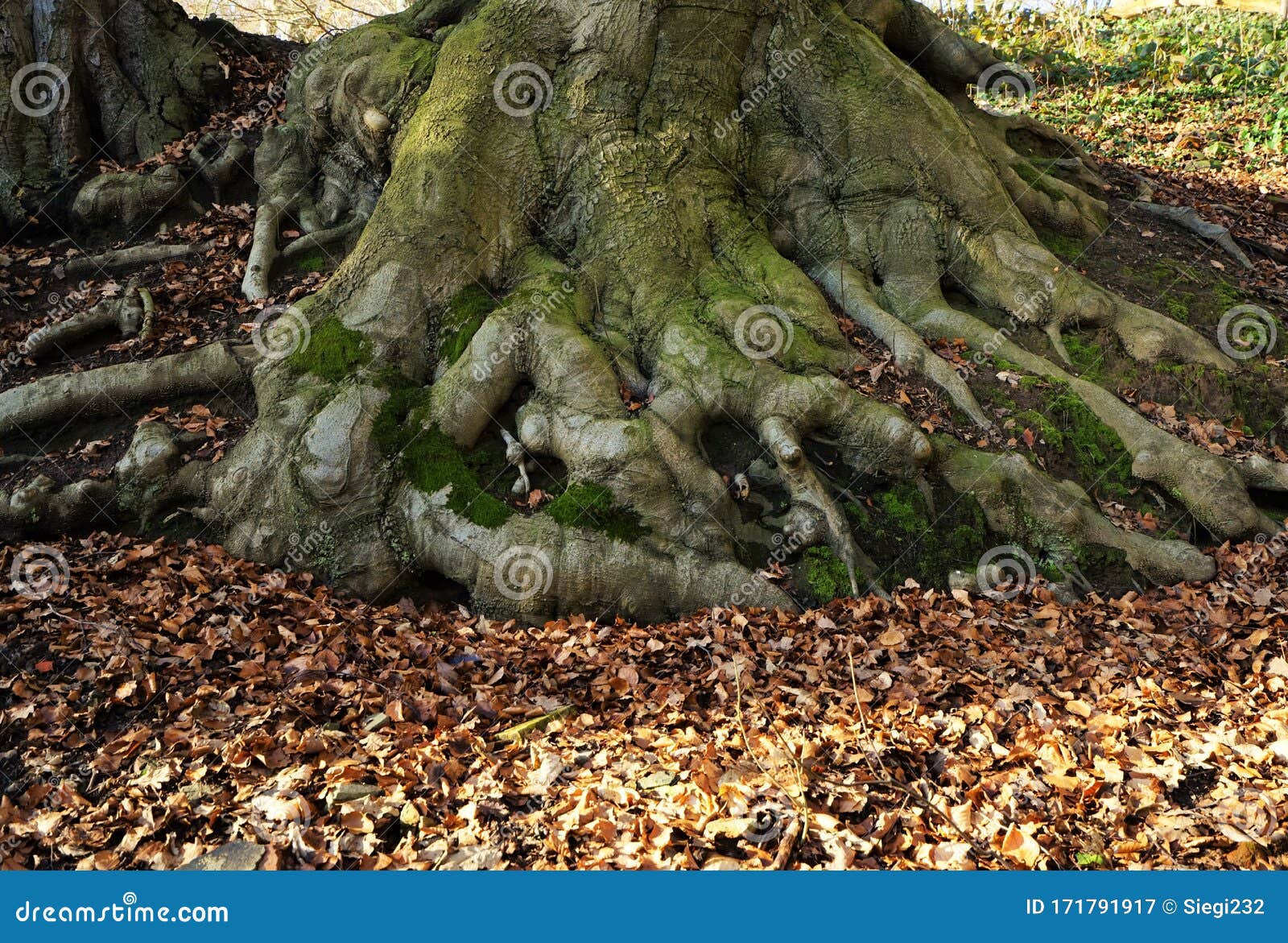 Visible tree roots stock image. Image of energy, care - 171791917