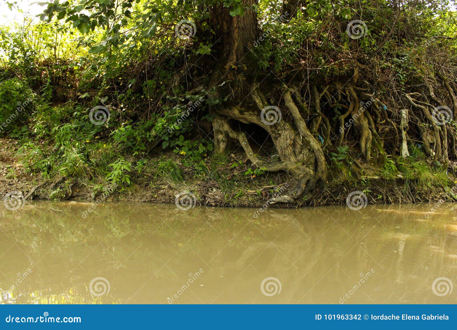 Visible Tree Roots at the River Stock Photo - Image of curve, black ...