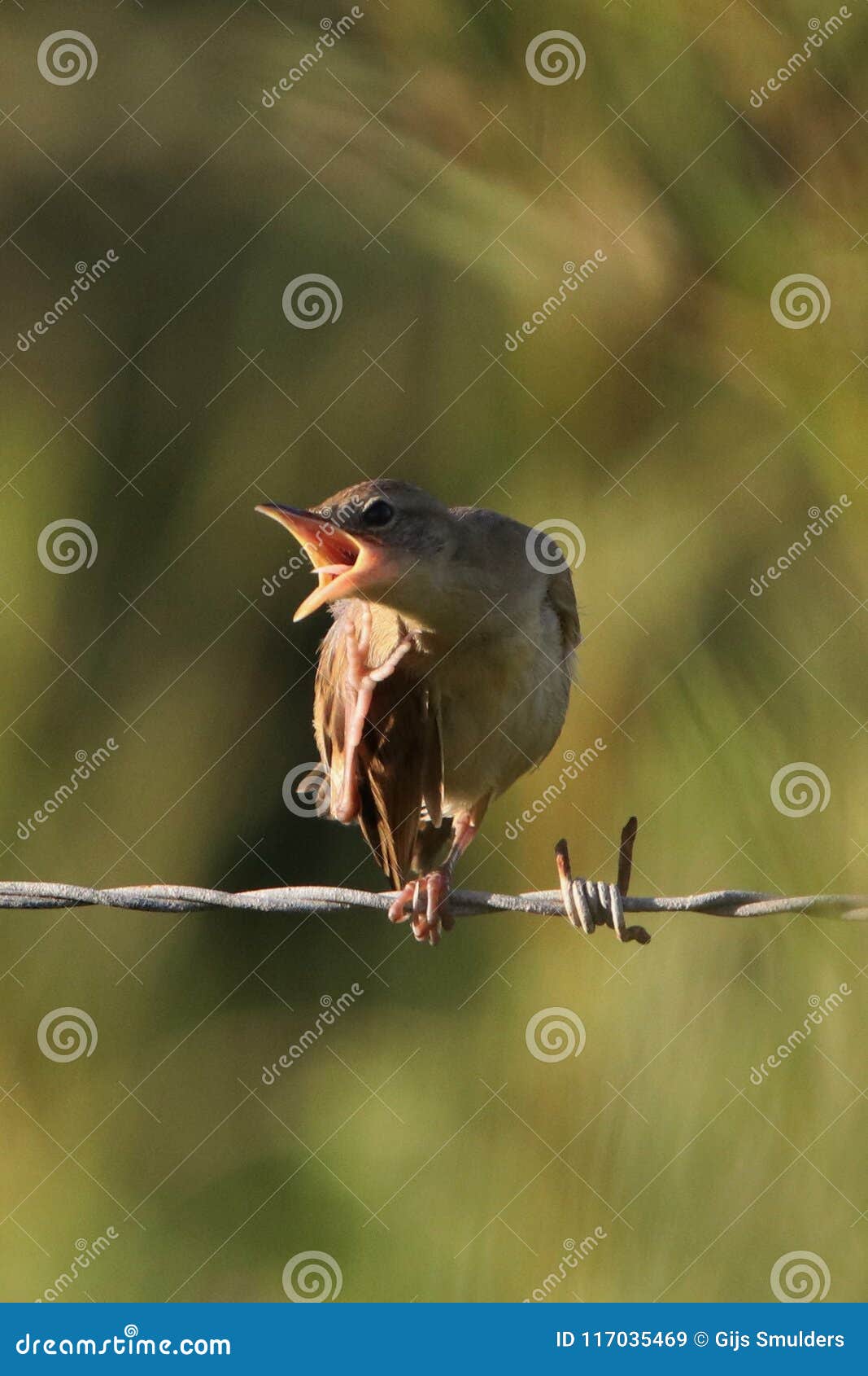 Itchy bird stock image. Image of head, bird, scratching - 117035469