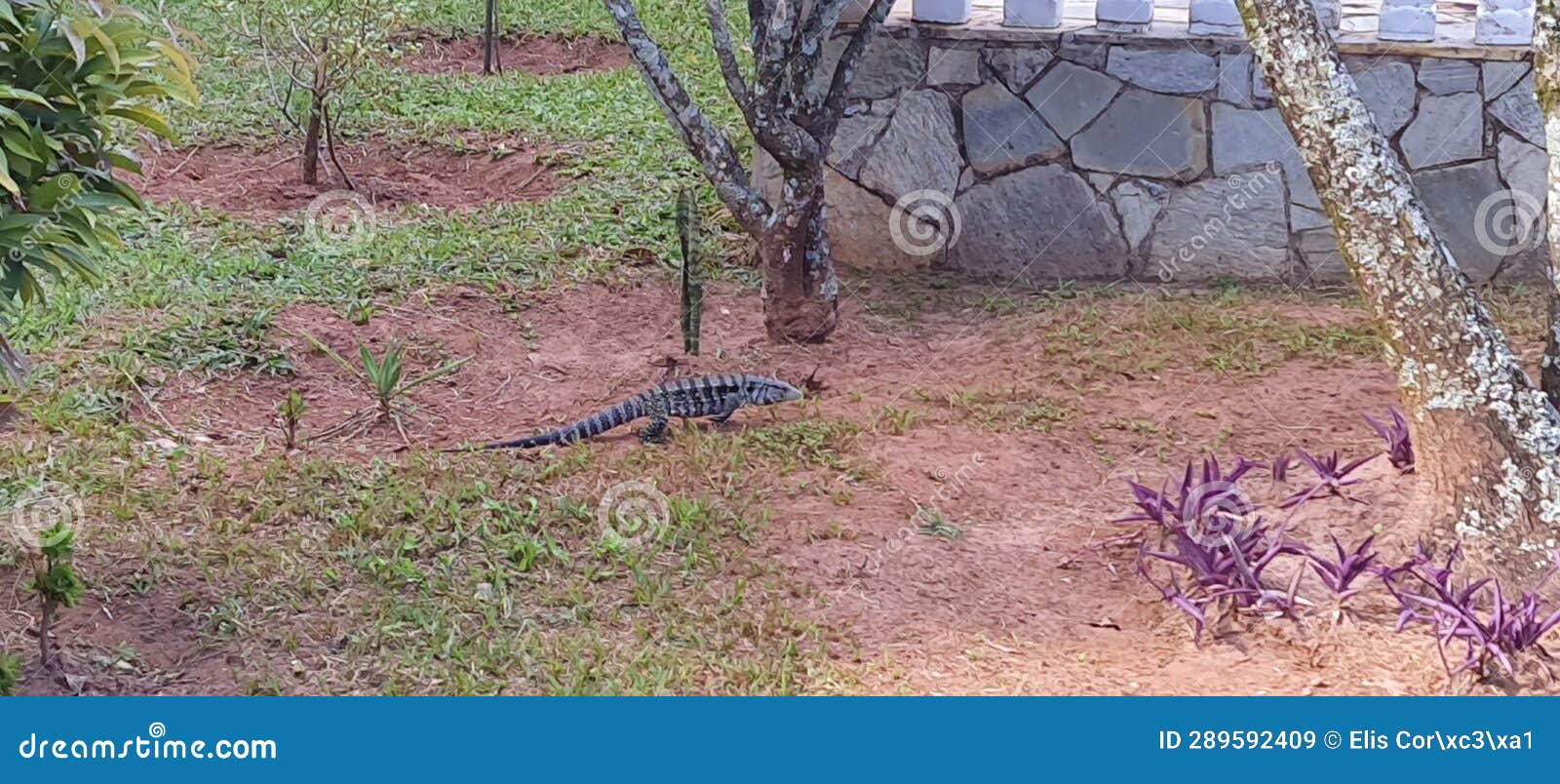 Vision of a Lizard Walking through a Garden. Stock Image - Image of ...
