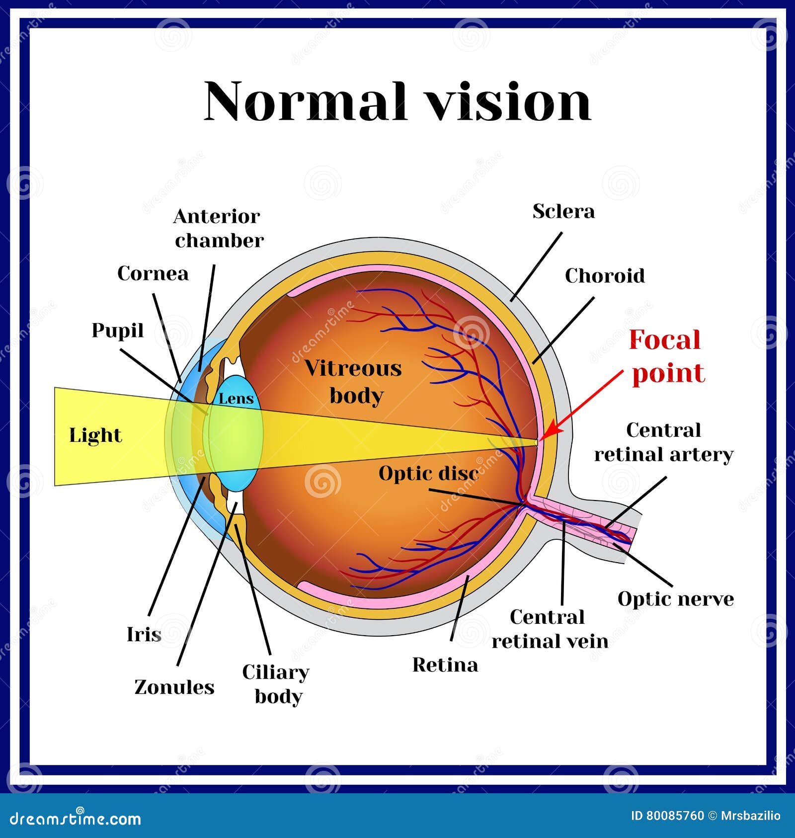 Vision Normale Structure De Globe Oculaire Médecine Illustration de ...