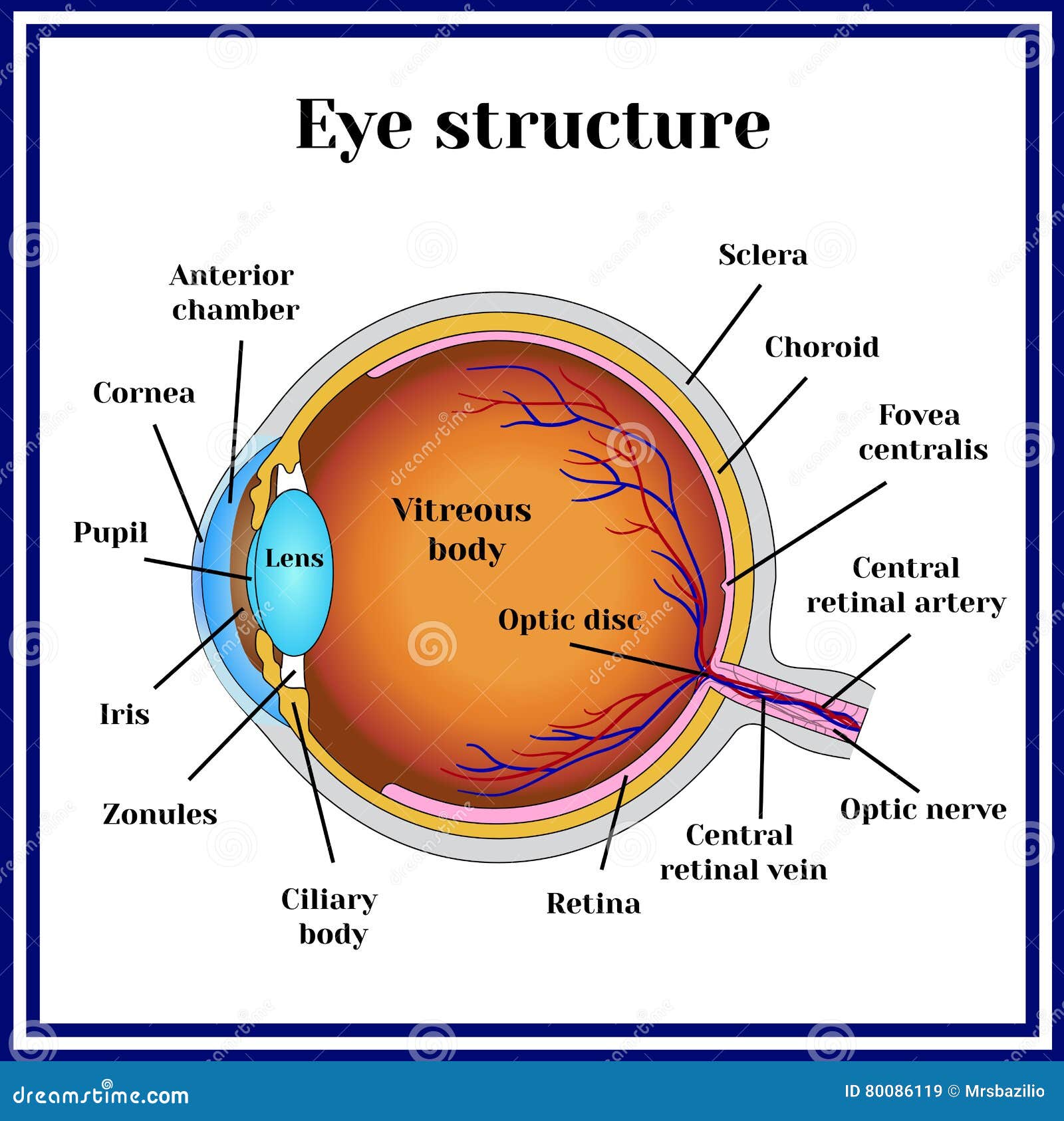 Vision Normale Structure De Globe Oculaire Médecine Illustration de ...