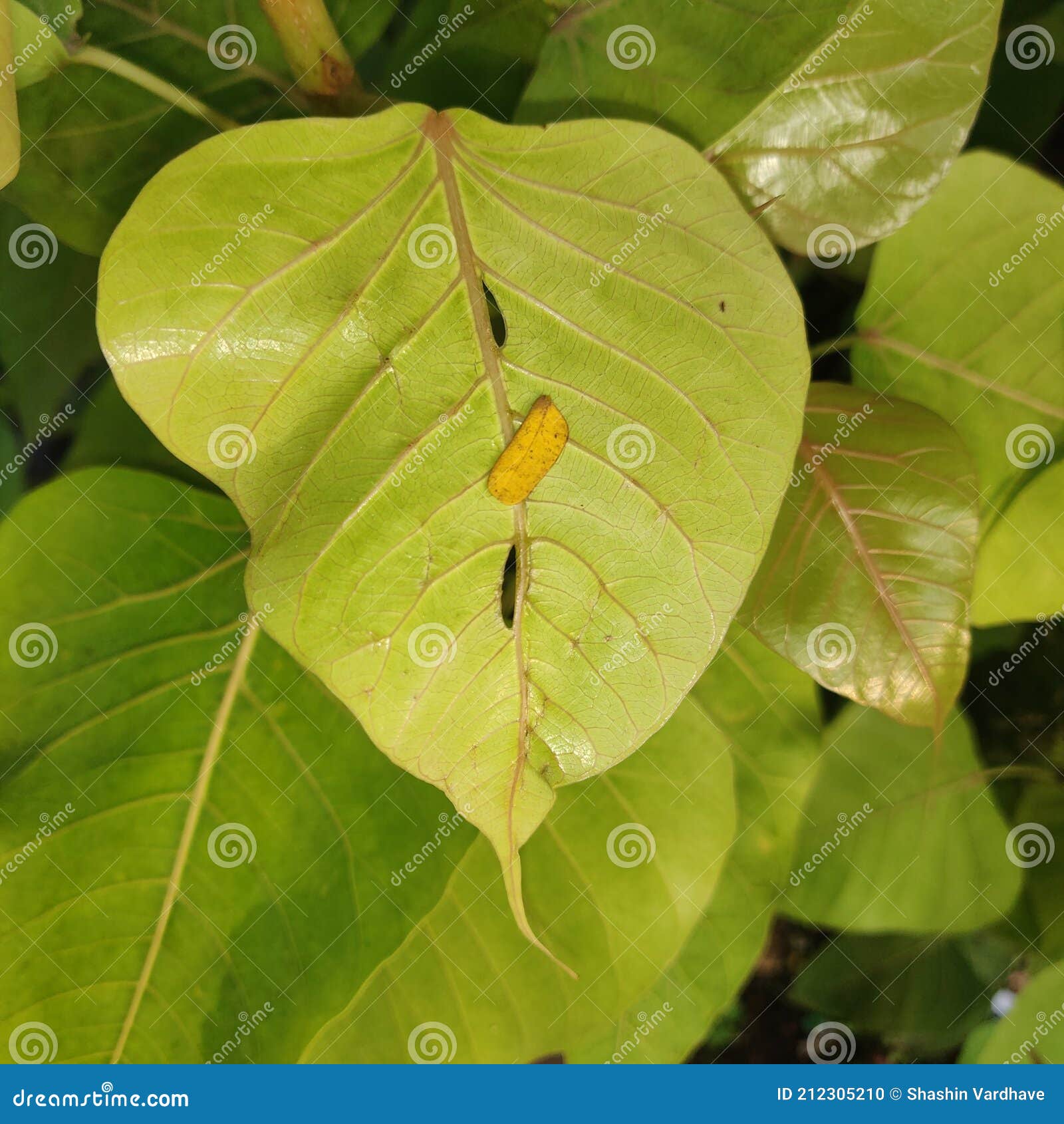 Vision of Pipal Leaves Grown at Road Side Stock Photo - Image of vision ...