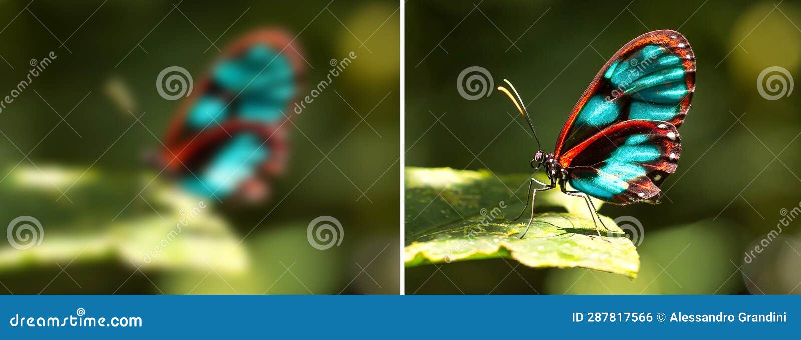 Vision Simulation with and without Myopia Stock Photo - Image of ...
