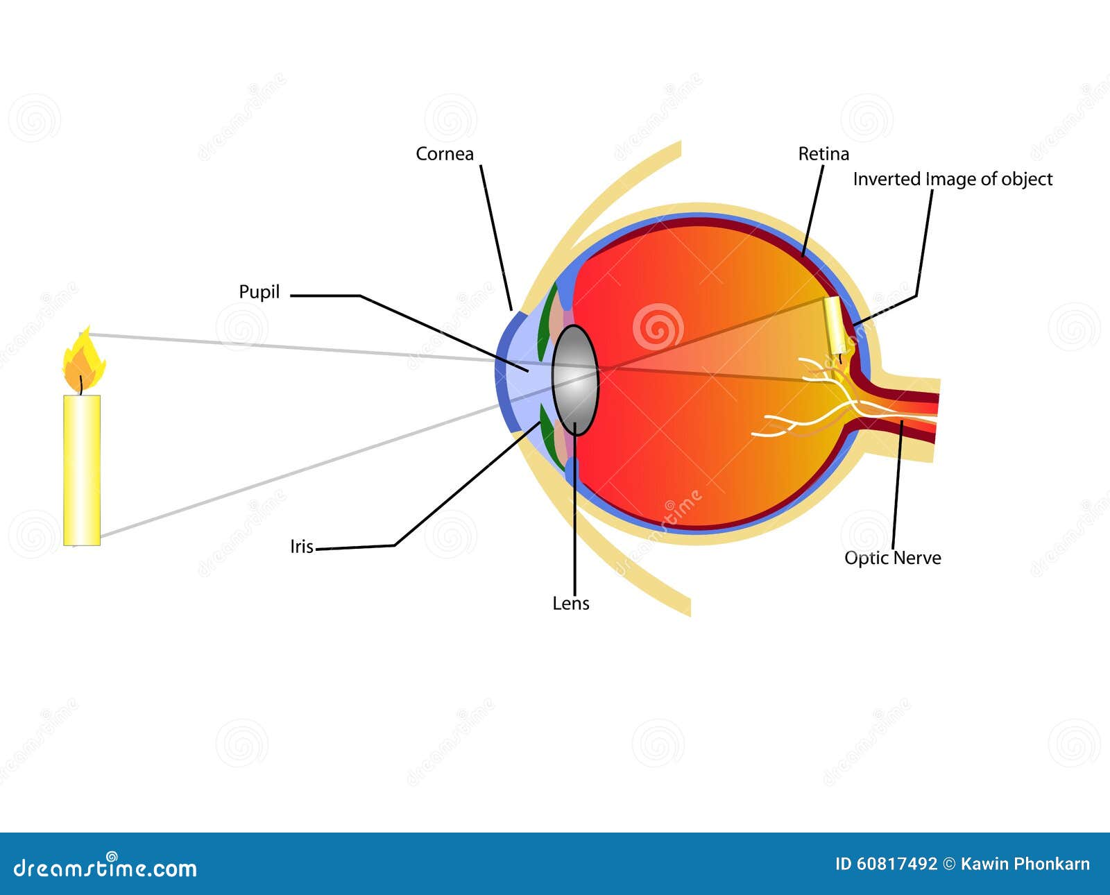 Vision stock vector. Illustration of lasik, computer - 60817492