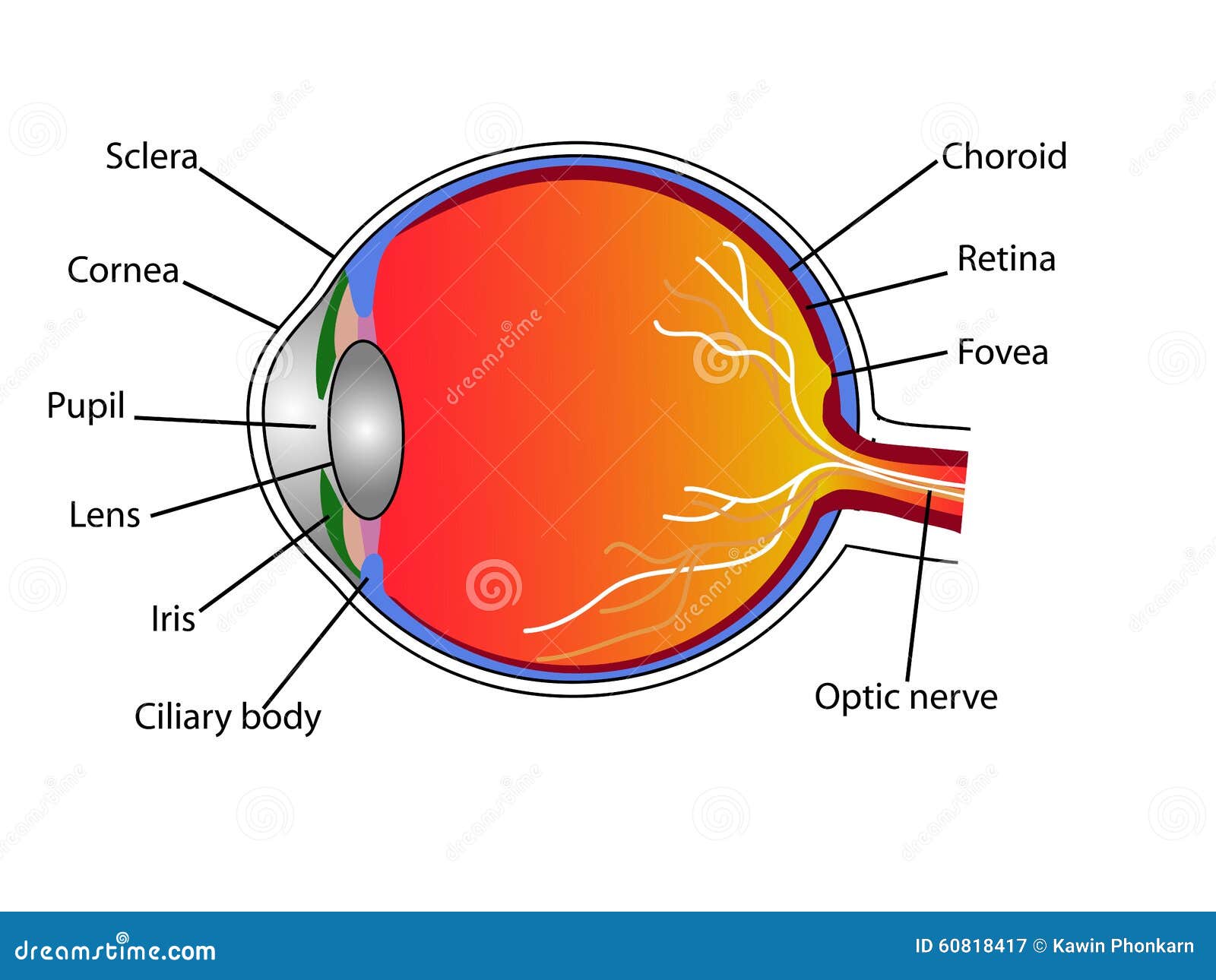 Vision stock vector. Illustration of design, cornea, illustrator - 60818417