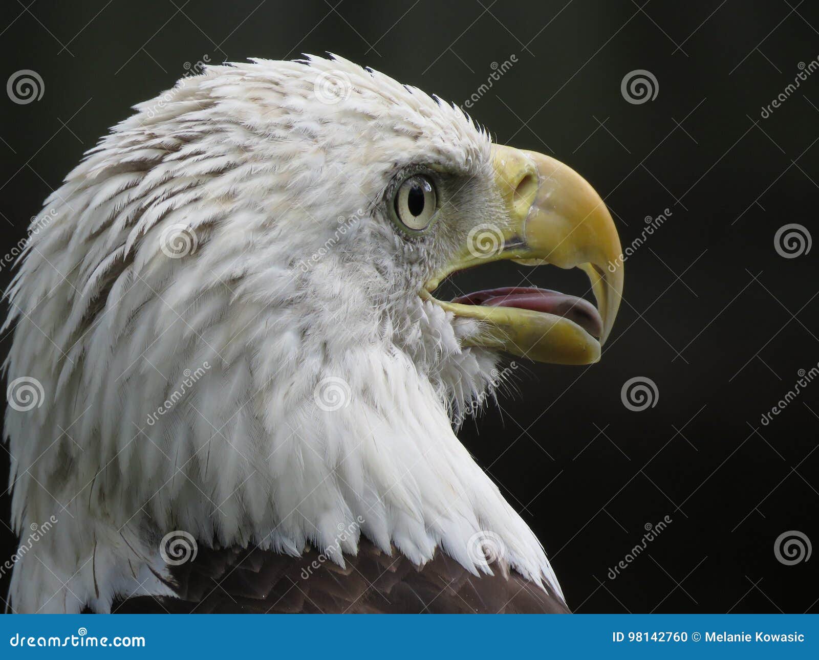 Visionary stock photo. Image of feathers, pride, bird - 98142760