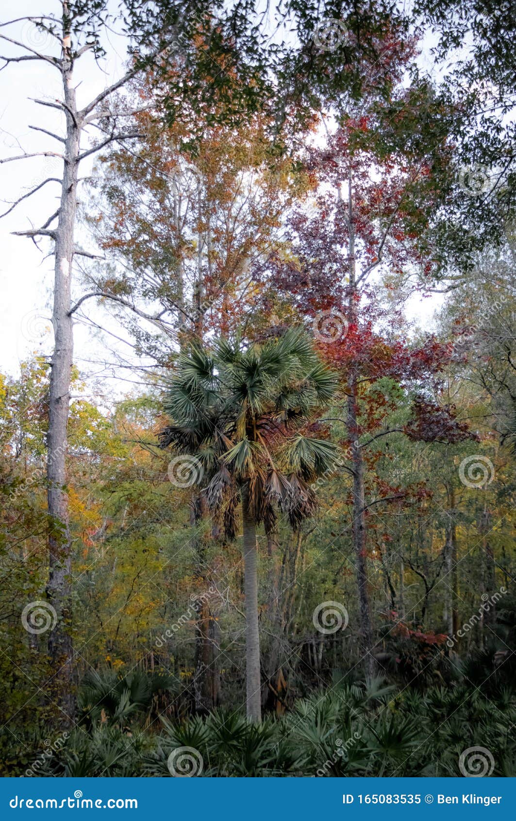 Visit Florida and Explore the Hiking Trails To Experience Fall Colors ...