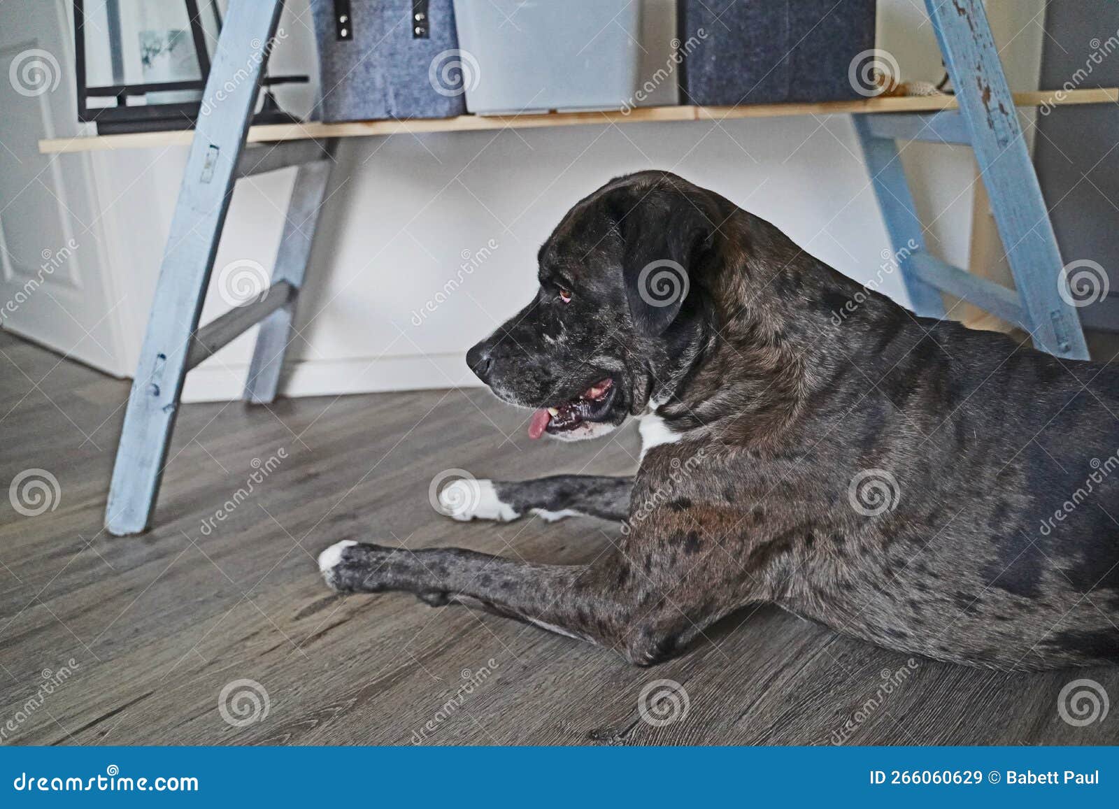 Visit the Great Dane- Boxer Mix Floki Stock Image - Image of dear ...