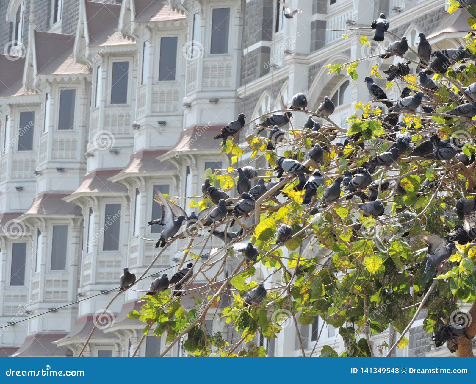 Visit Mumbai this summer. stock photo. Image of mumbai - 141349548