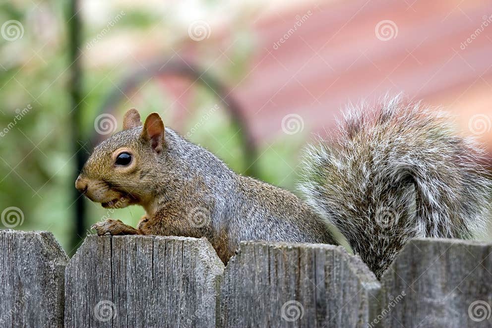 Visita de la ardilla foto de archivo. Imagen de yarda - 1400096