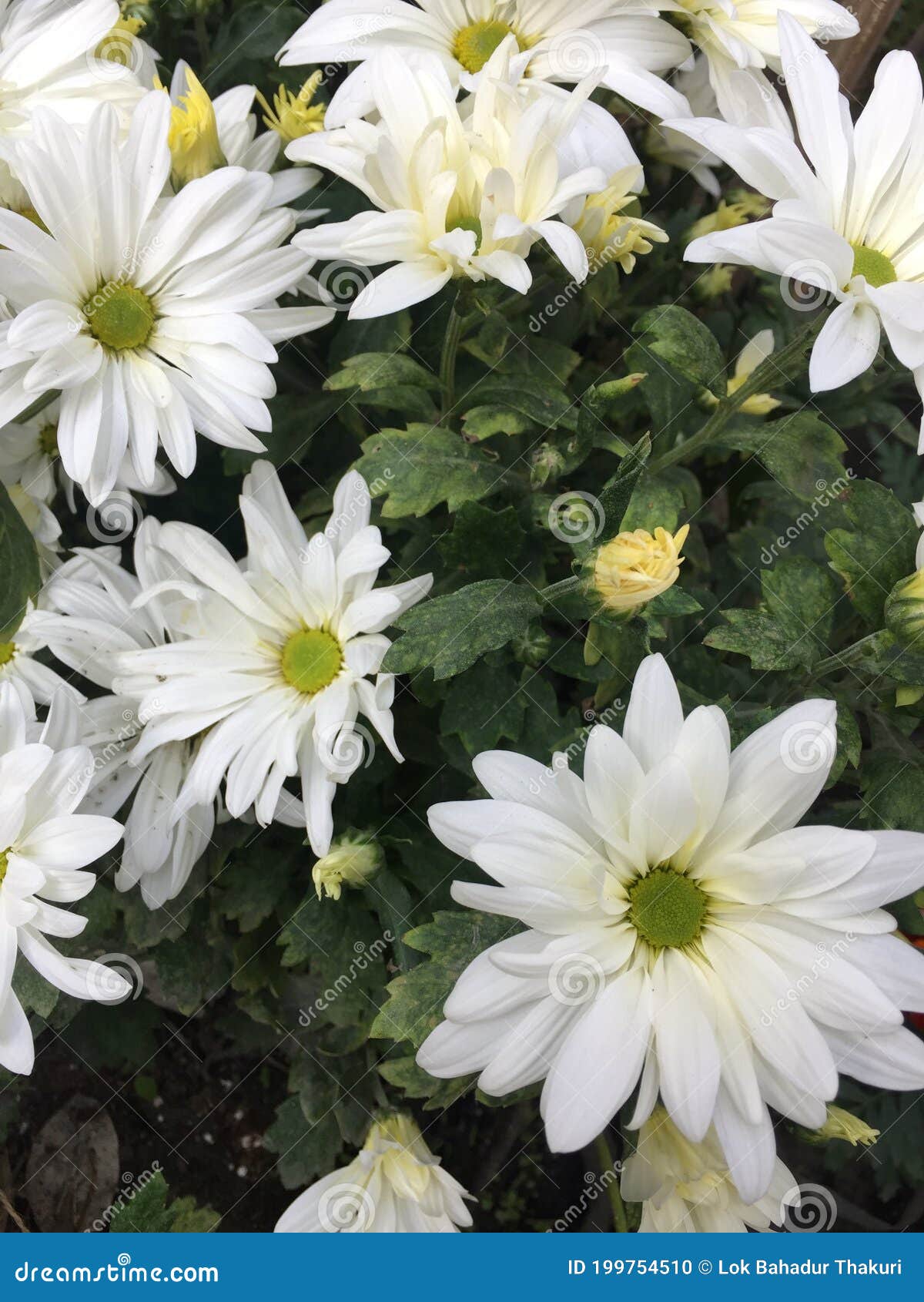 Visiting Godawari Botanical Garden” is a Plan that is in the Minds ...