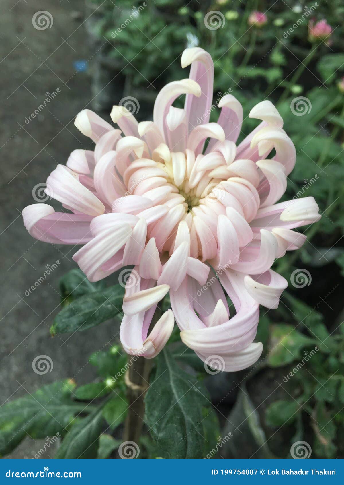 Visiting Godawari Botanical Garden” is a Plan that is in the Minds ...