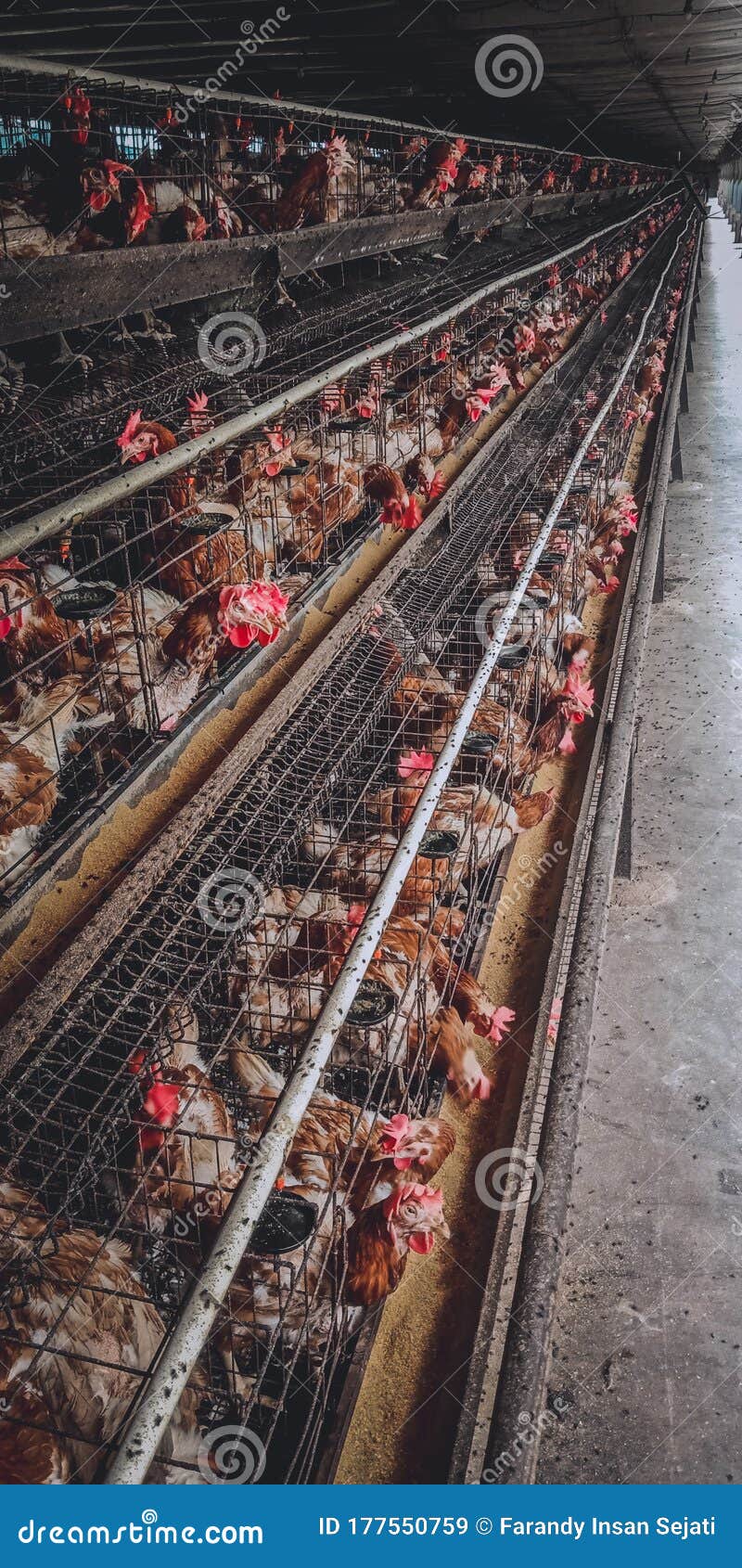 Visiting Laying Egg Chicken Farm Stock Image - Image of laying ...