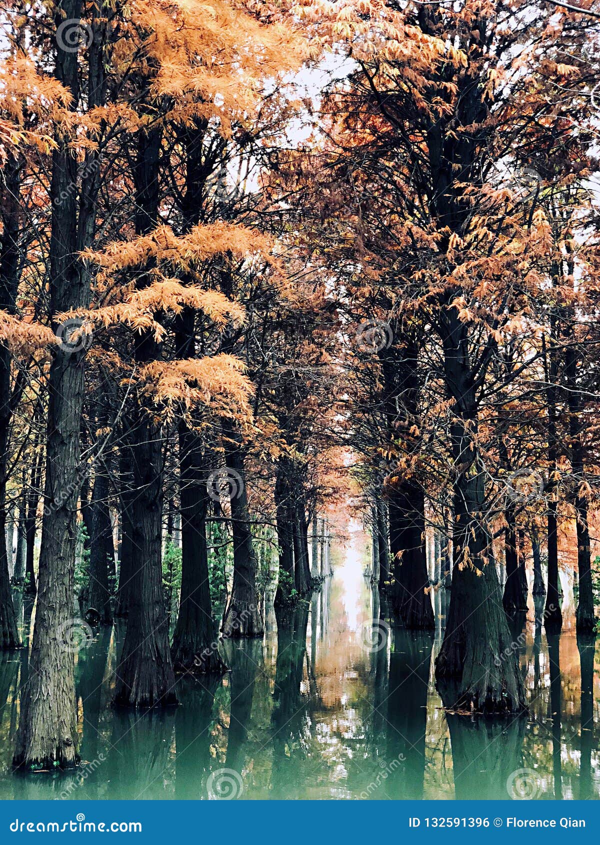 Cedar in water stock photo. Image of park, national - 132591396