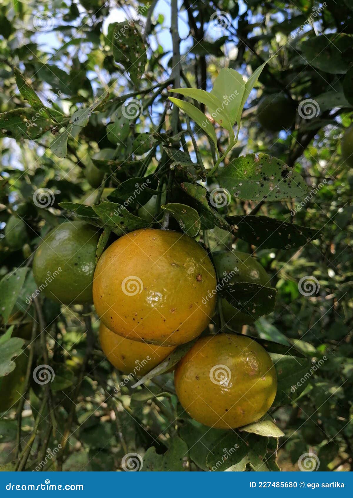 Visiting the orenge grove stock photo. Image of leaf - 227485680