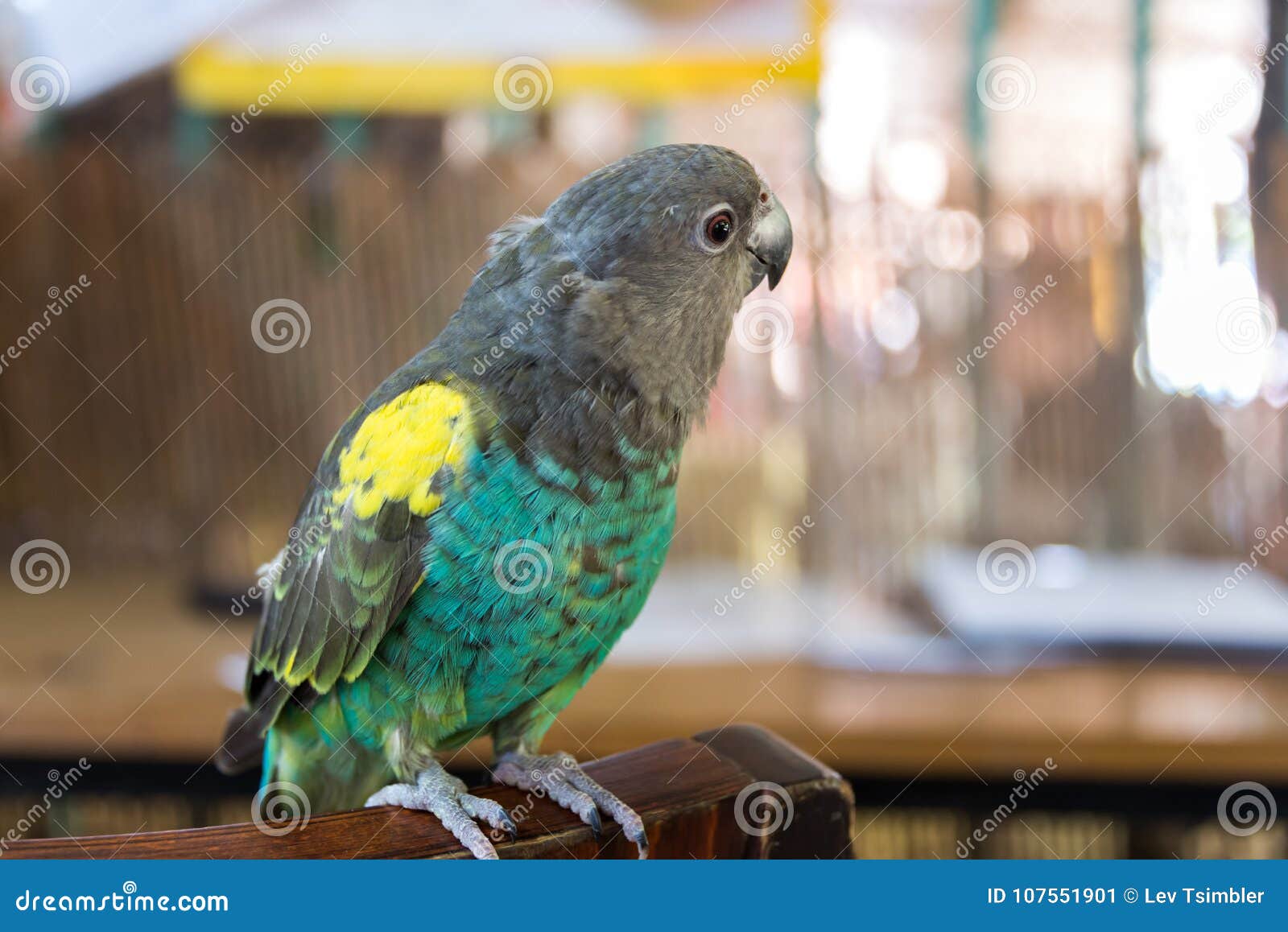 Visiting Parrot Farm in Kfar Hess Stock Image - Image of parrot, kfar ...