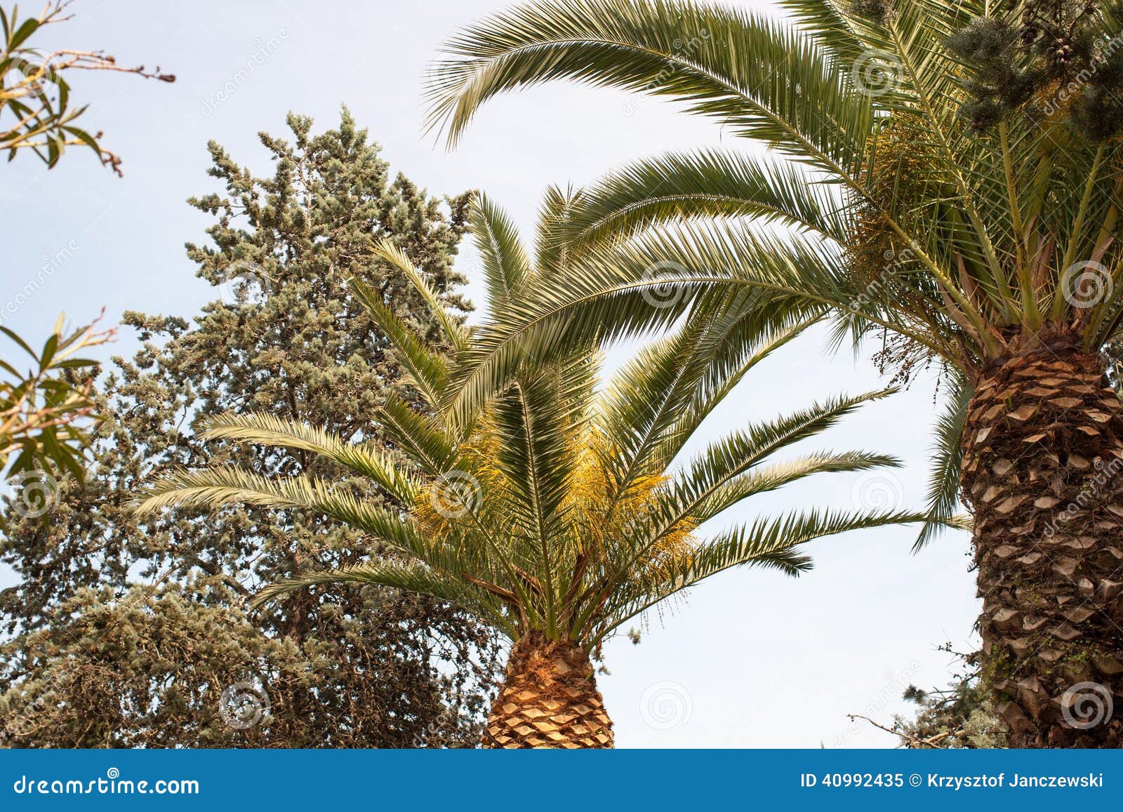 Visiting Rome. stock image. Image of gren, flora, park - 40992435