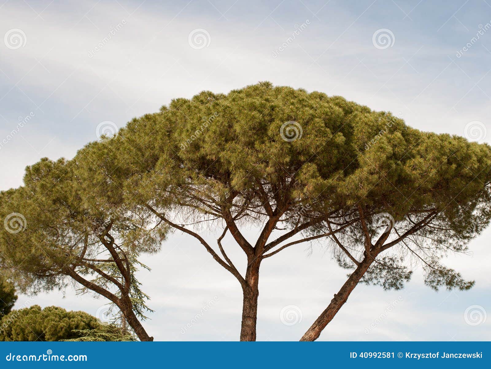 Visiting Rome. stock image. Image of plant, italy, rome - 40992581