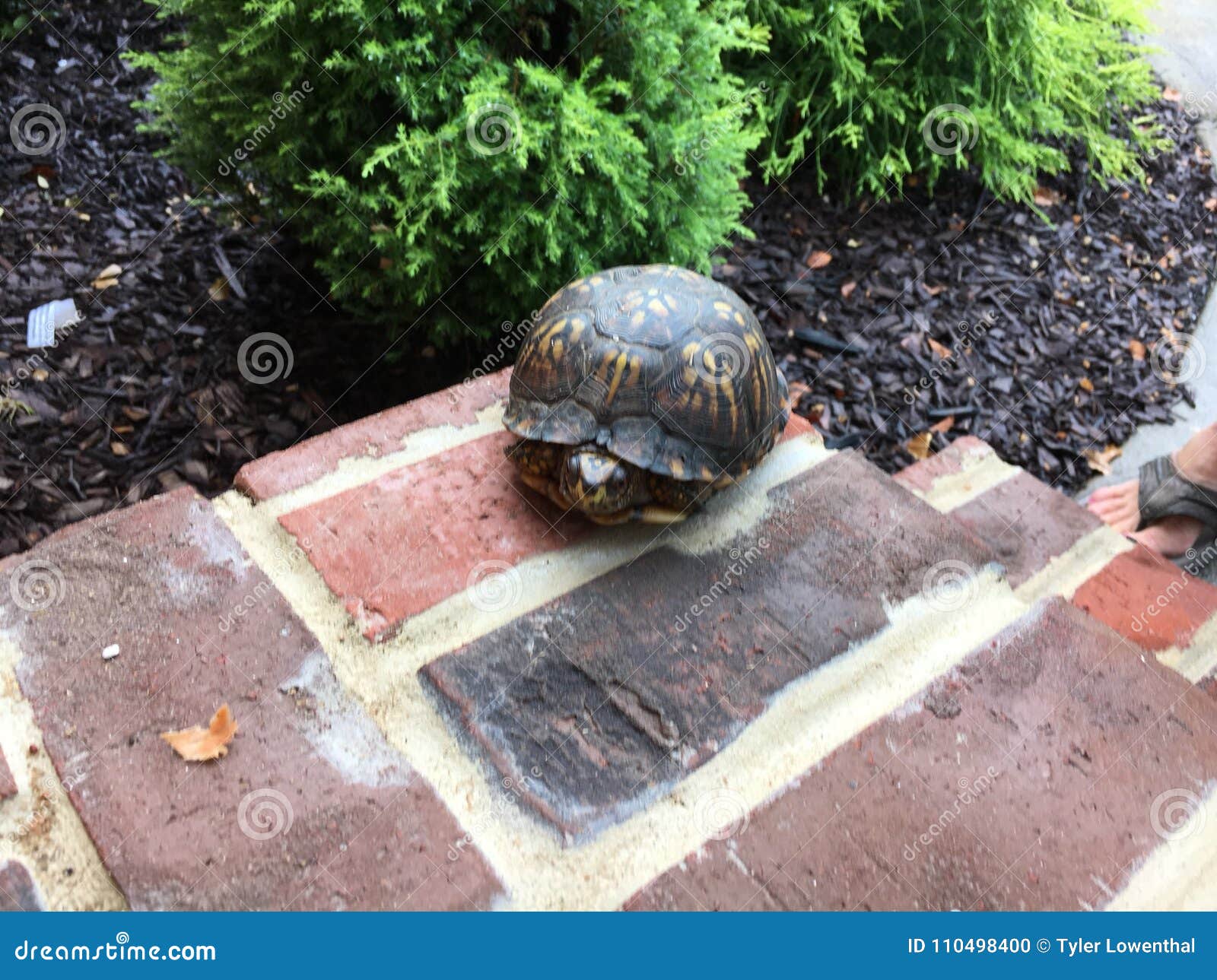 The Visiting Turtle stock photo. Image of pretty, nature - 110498400