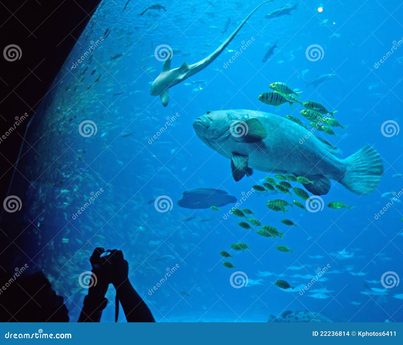 Visitor Makes Picture of Giant Grouper Editorial Stock Image - Image of ...