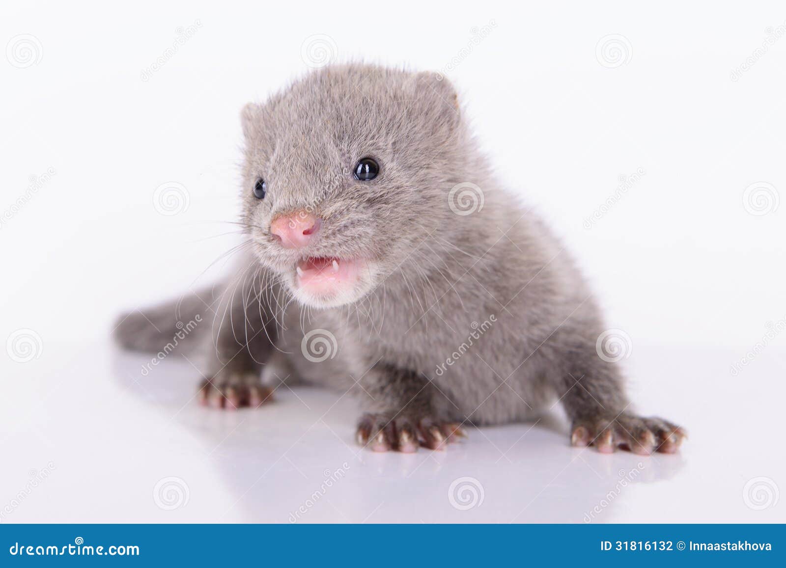 Vison animal cinzento foto de stock. Imagem de isolado - 31816132