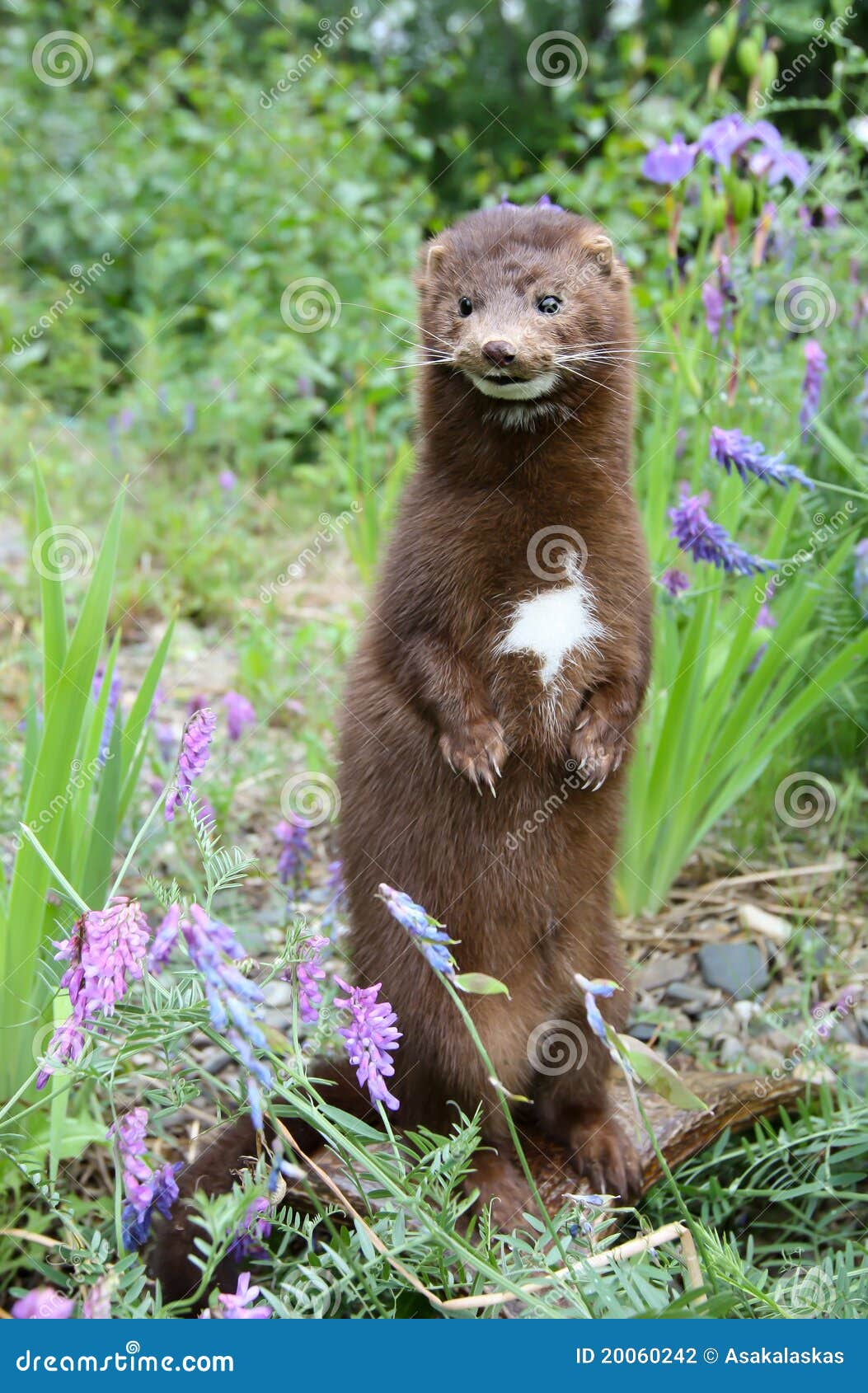 Visone americano fotografia stock. Immagine di roditore - 20060242