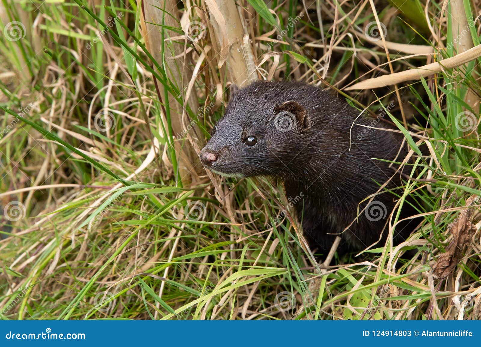 Visone Americano Che Guarda Attraverso Il Sottobosco Immagine Stock ...