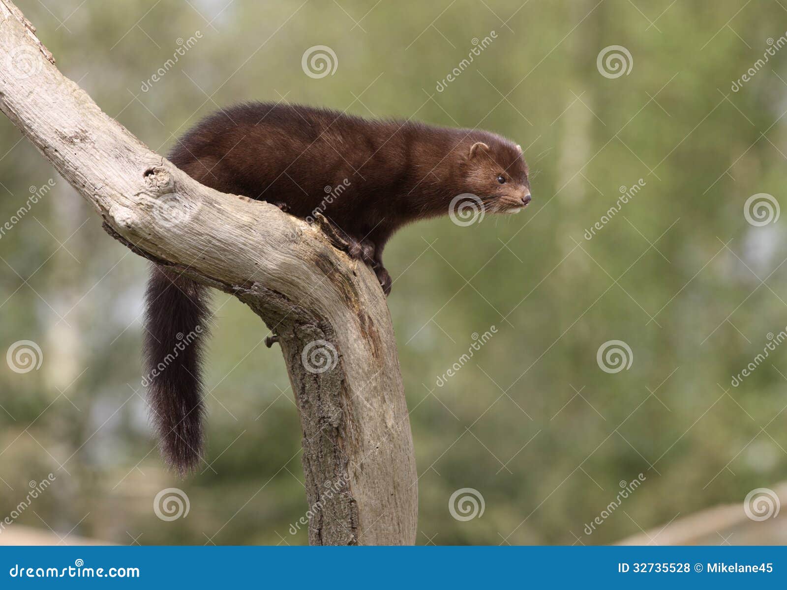 Visone Americano, Mustela Vison Fotografia Stock - Immagine di ...